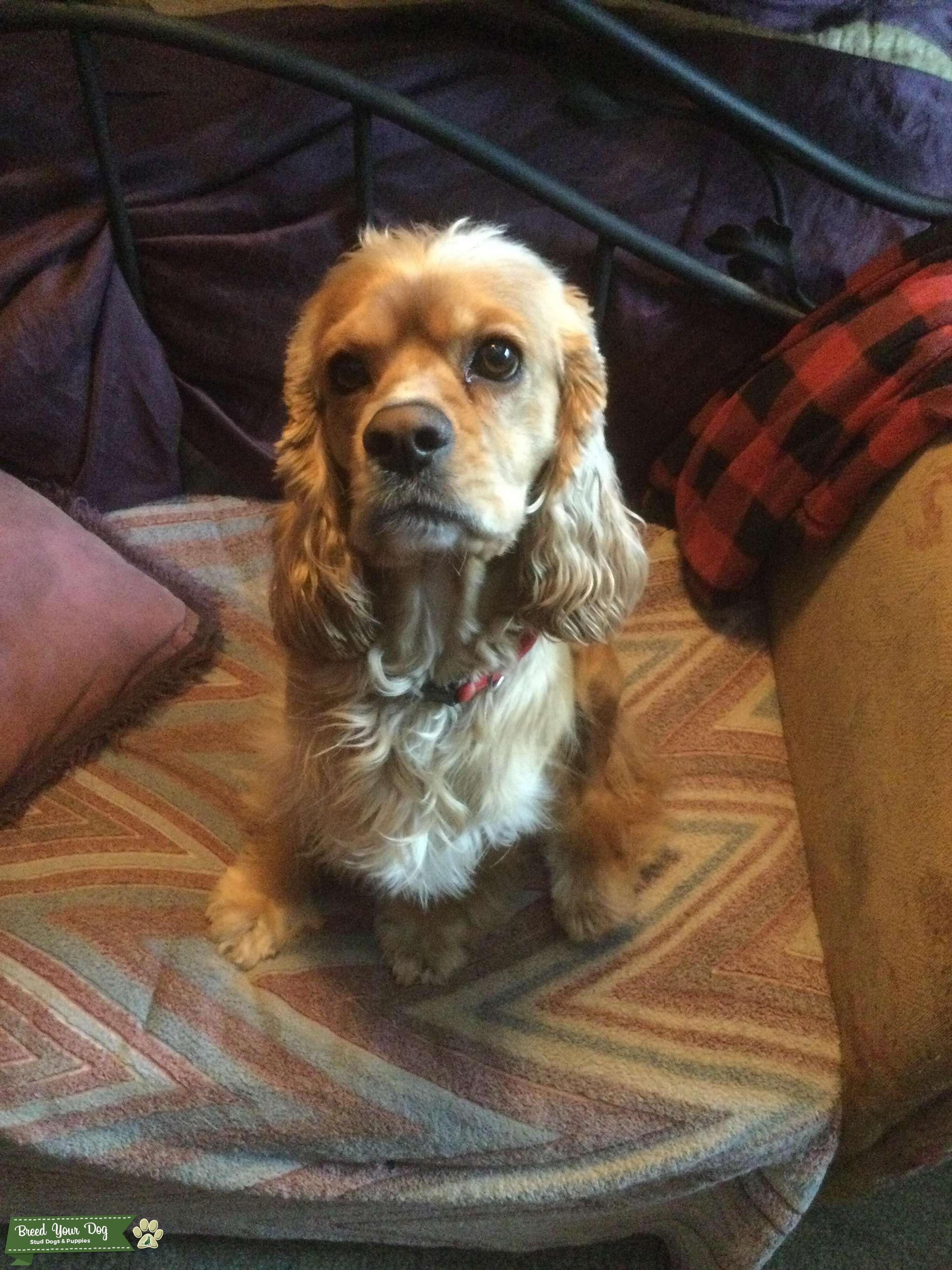 Fawn male cocker spaniel - Stud Dog in Southwest Ohio, the United ...