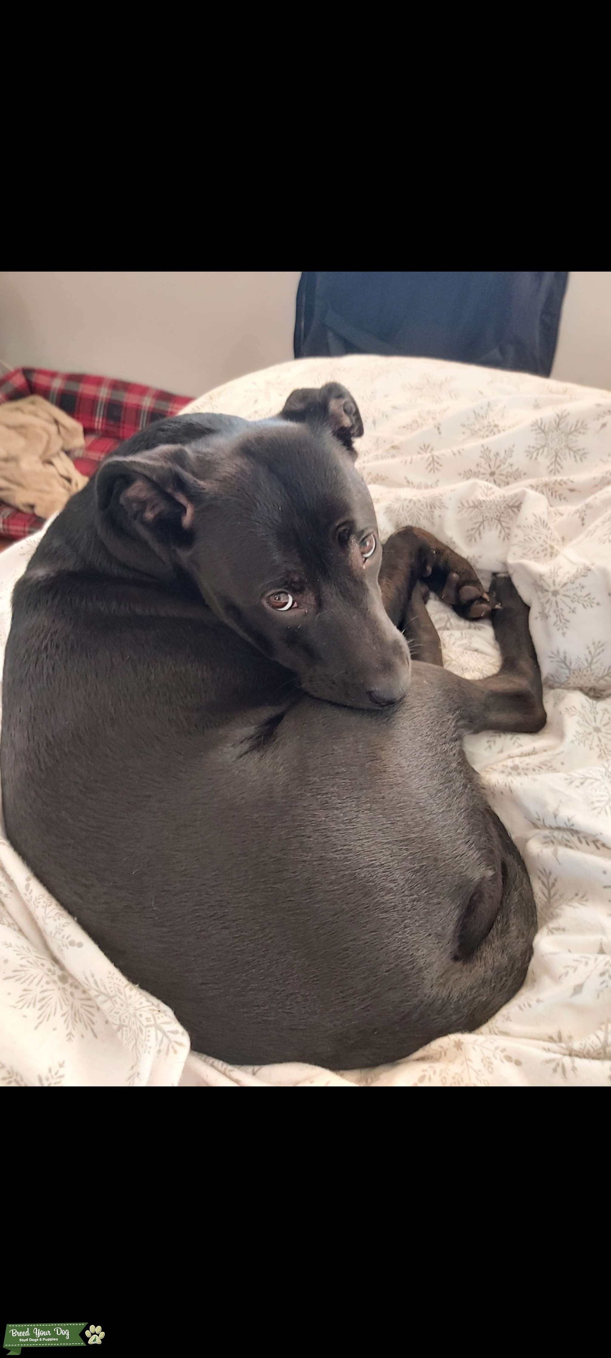 Staffy Cross Labradore Black beauty - Stud Dog in Croydon , the United ...