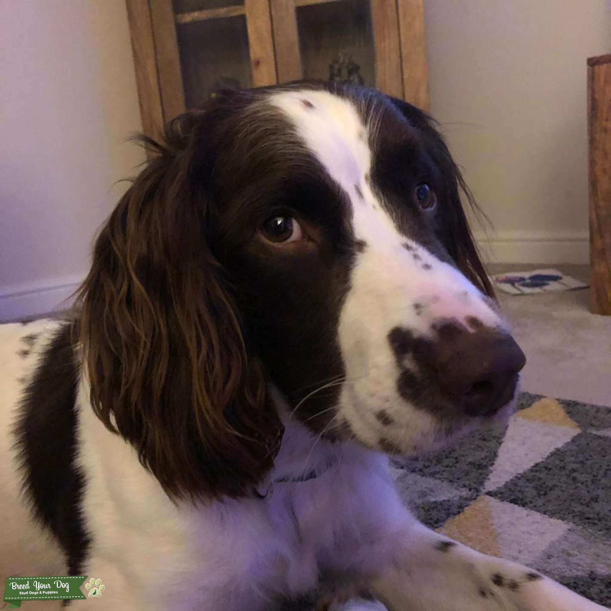 Springer spaniel - Stud Dog in Leicestershire , the United States ...