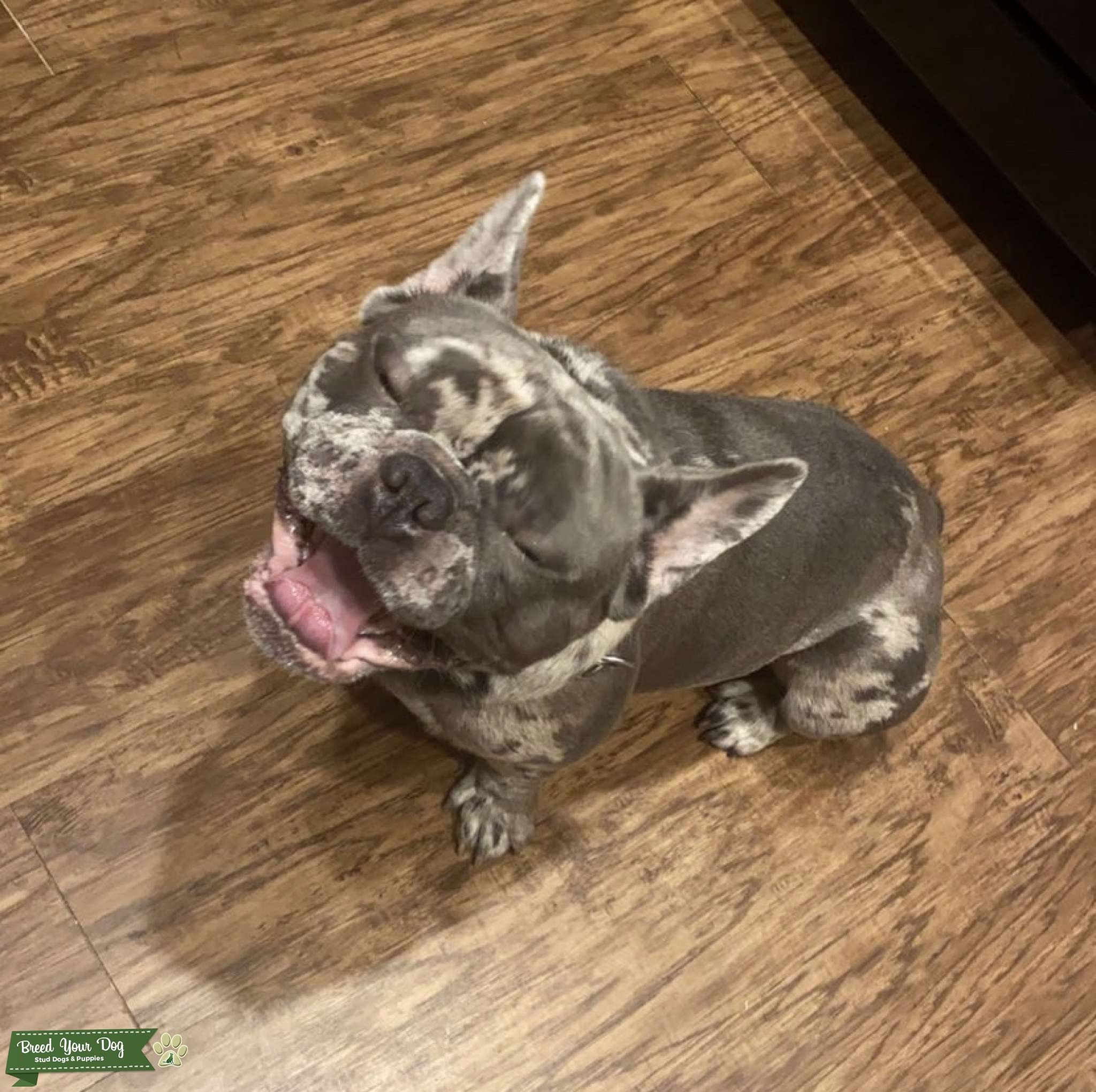 Blue Merle Frenchie stud - Stud Dog in NC, the United States | Breed ...