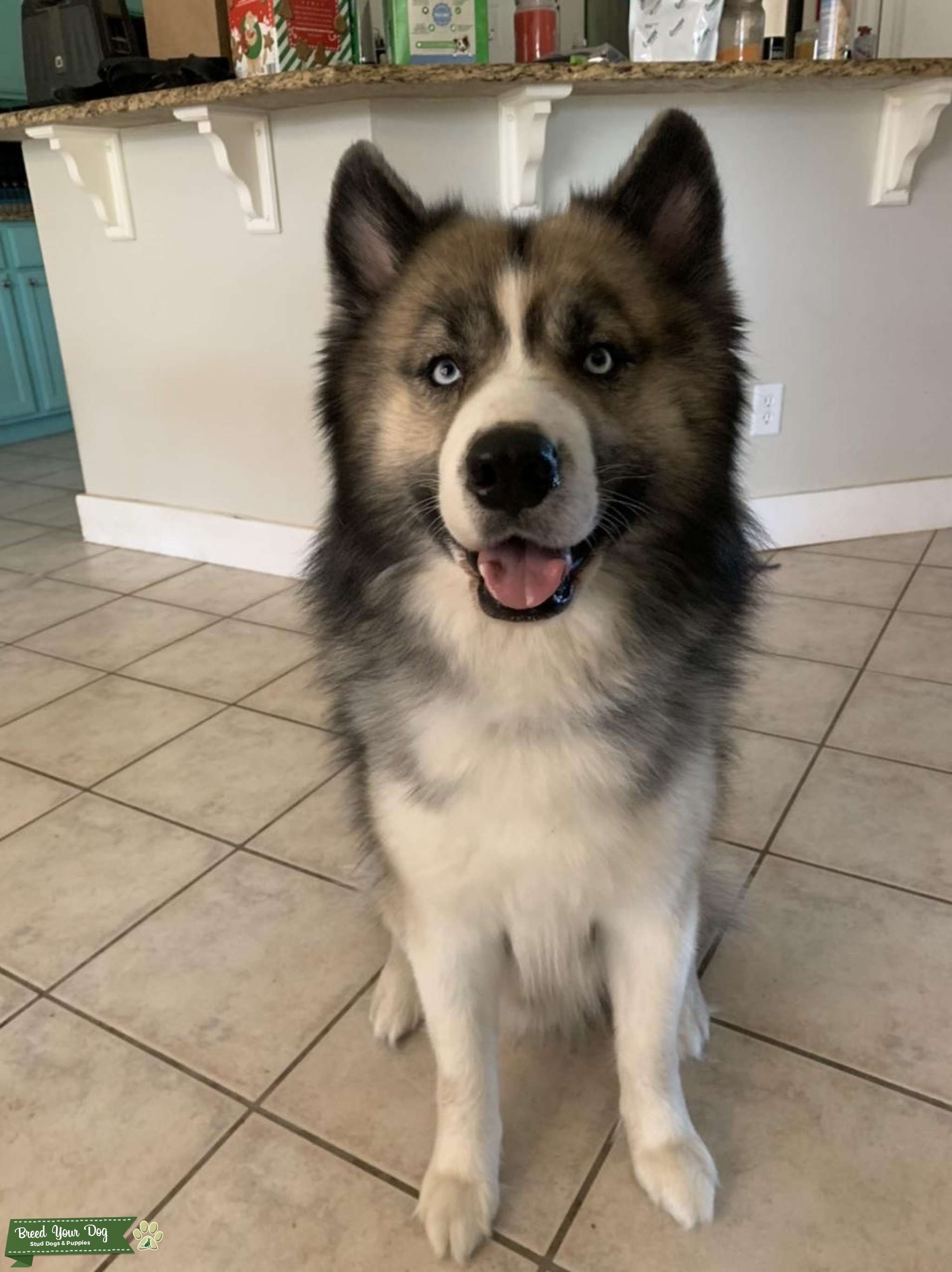 Akc siberian husky stud - Stud Dog in Florida, the United States ...