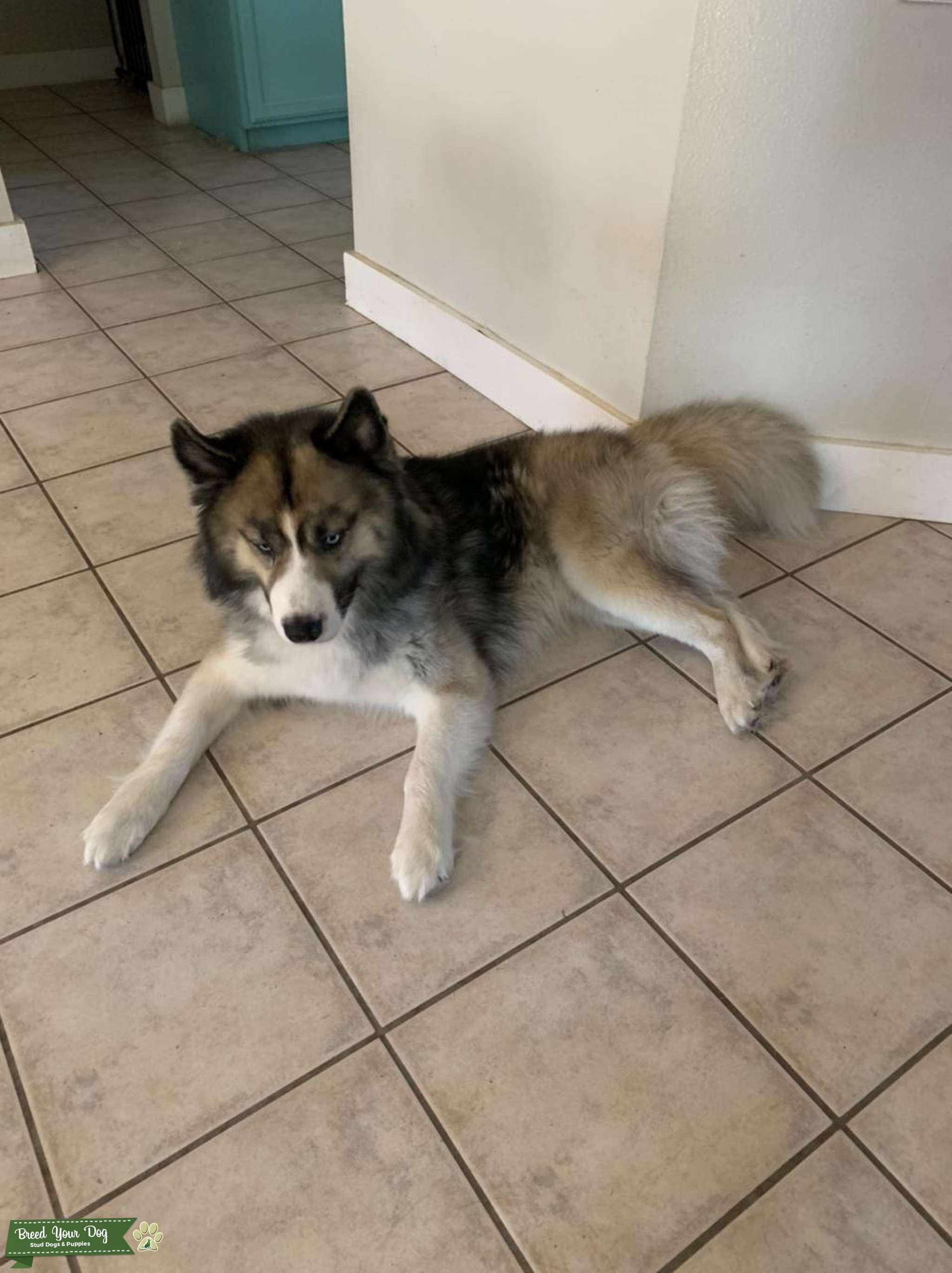 Akc siberian husky stud - Stud Dog in Florida, the United States ...