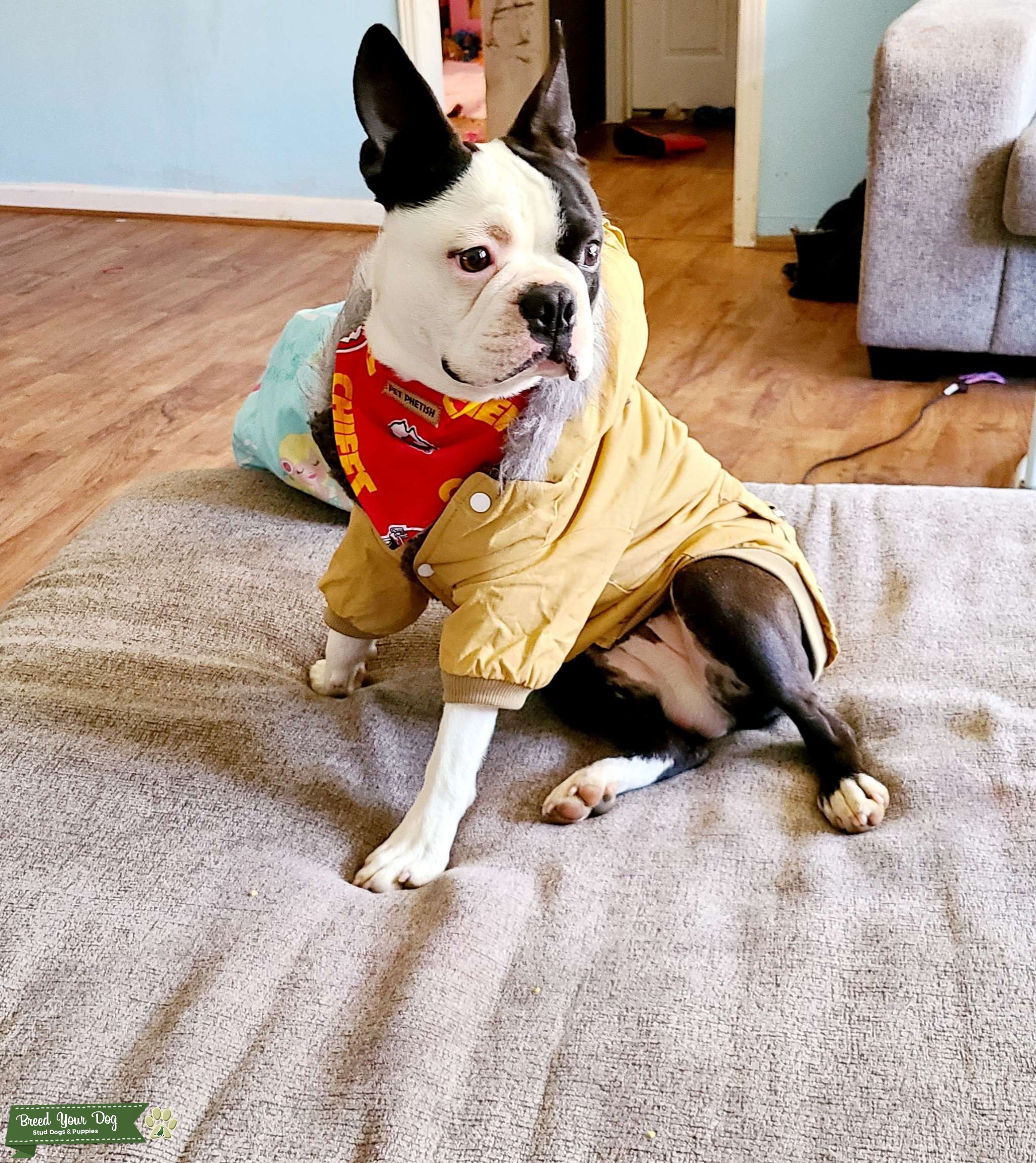 Boston terrier stud - Stud Dog in North Carolina, the United States ...