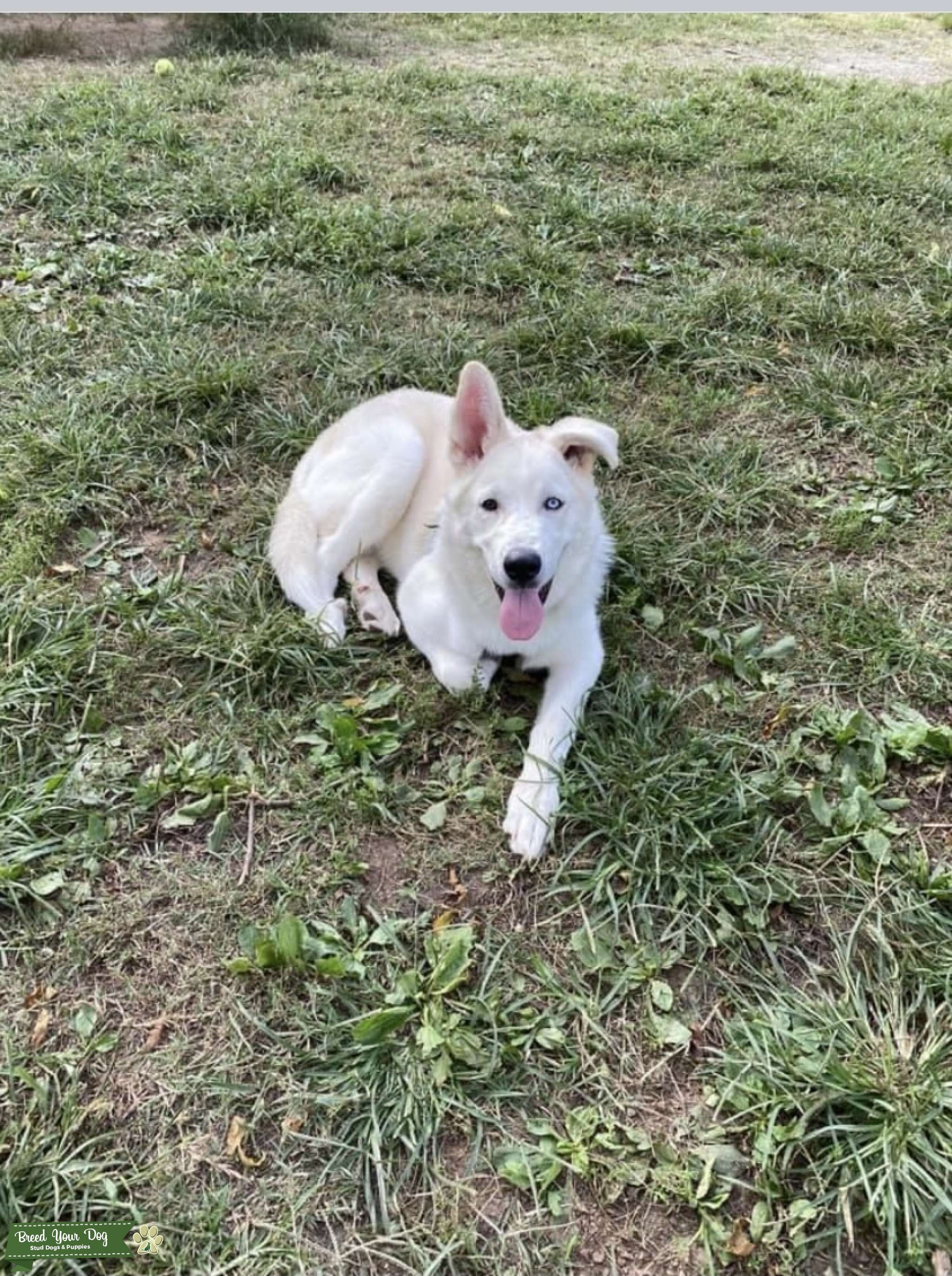 Husky/Pyrenees Mix - Stud Dog in SouthEast, the United States | Breed ...