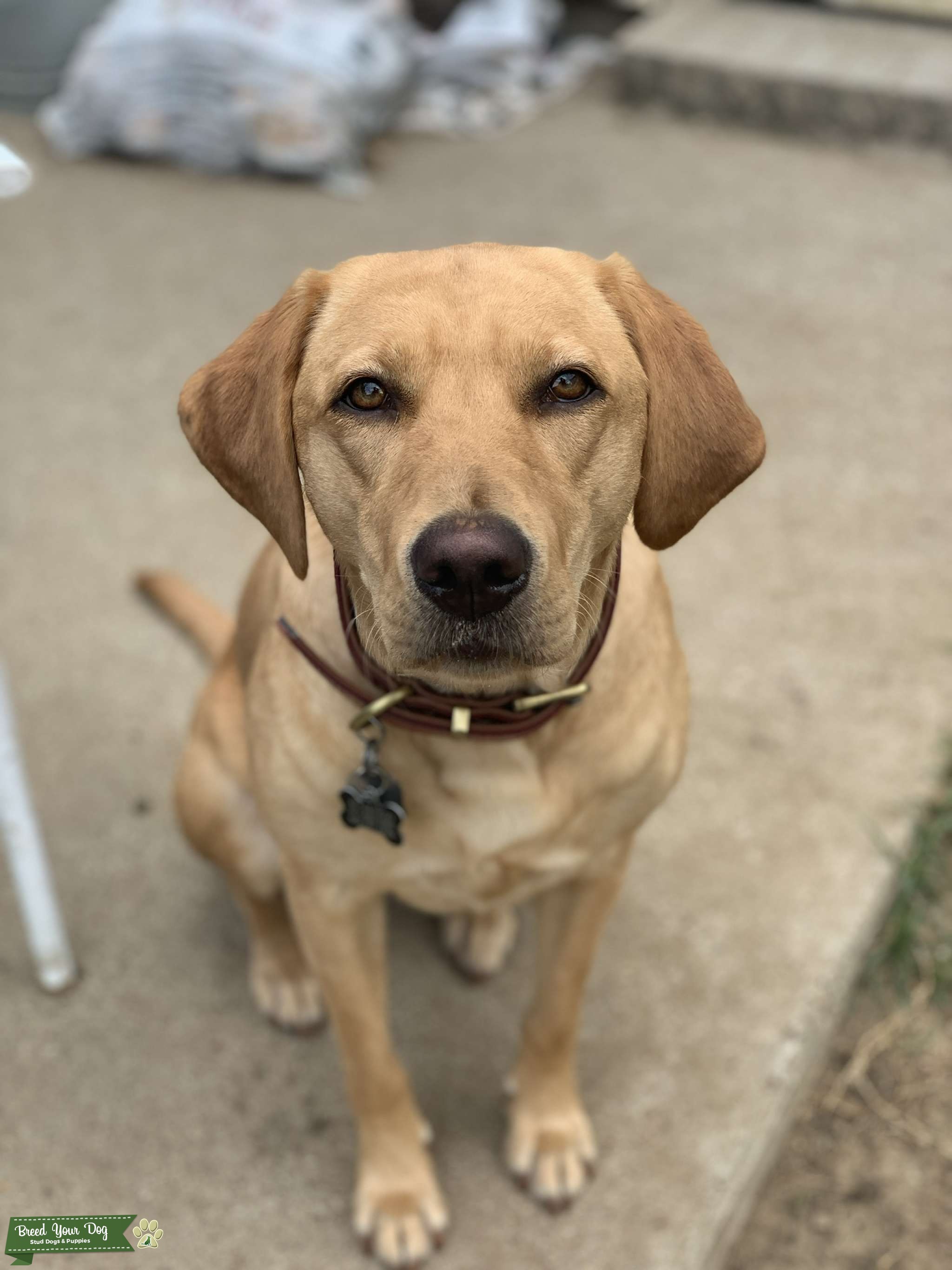 Yellow Labrador - Stud Dog in Fort Worth, Texas, USA, the United States ...