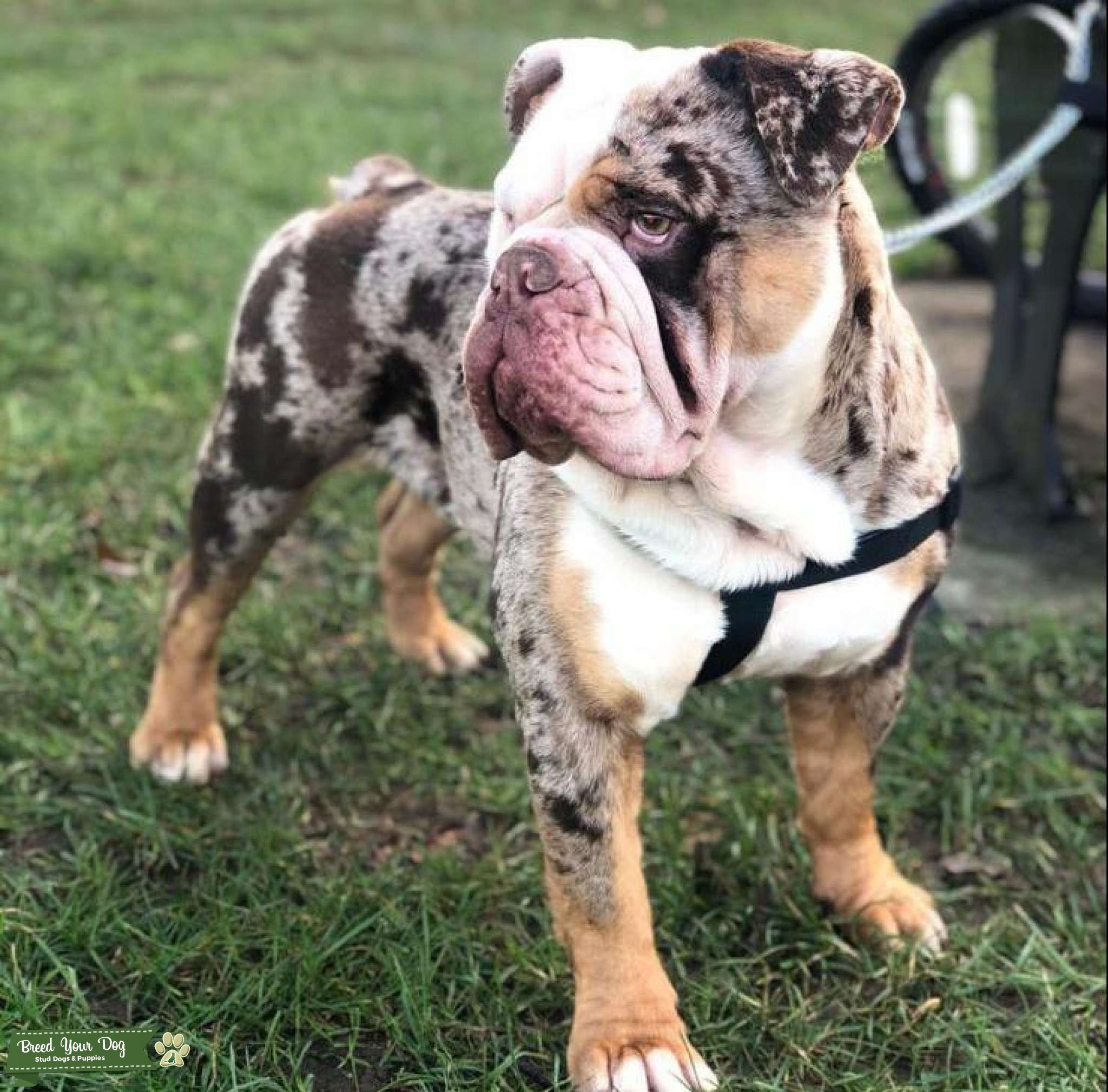 British Bulldog AVAILABLE FOR STUD - Stud Dog in London, the United ...