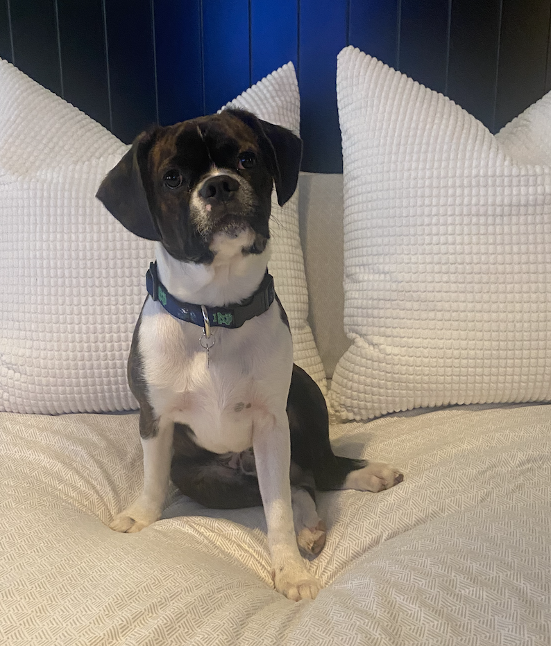 Brindle Boston Terrier x Cavalier King Charles Spaniel - Stud Dog in ...