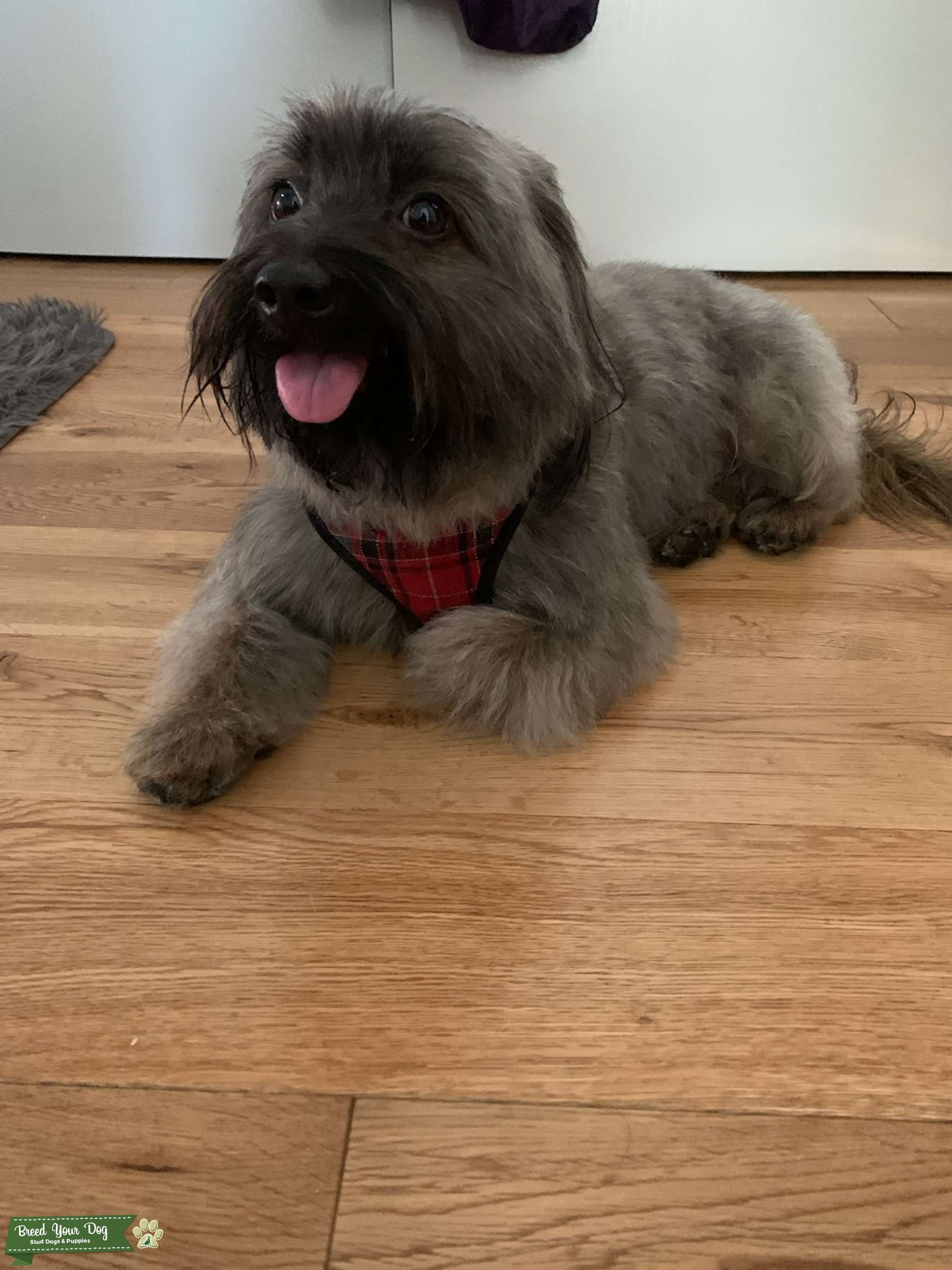 Gray Yorkie Mix with Red Highlights 10 lbs - Stud Dog in California ...