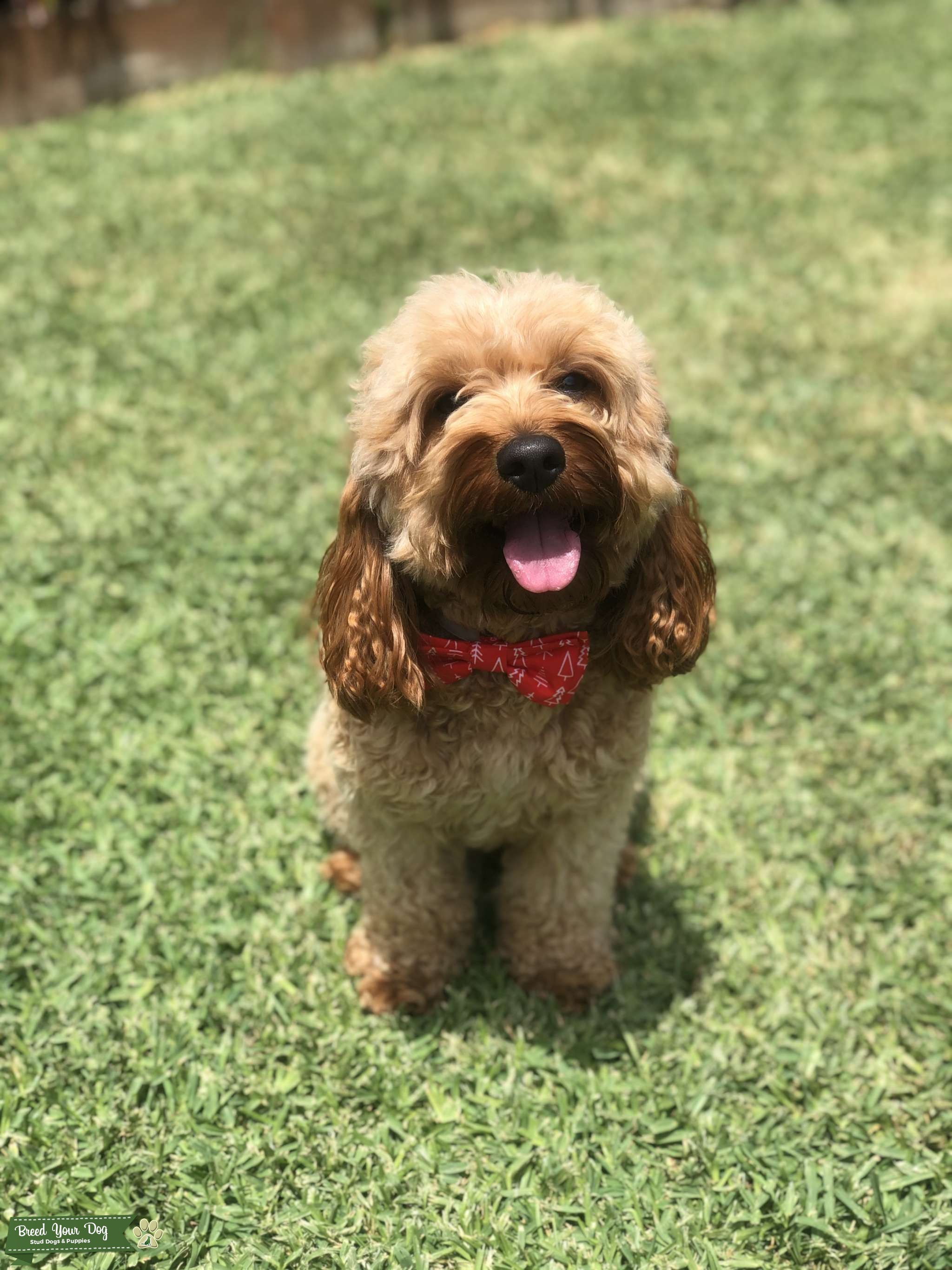 Cavoodle stud dog - Stud Dog in Victoria , the United States | Breed ...