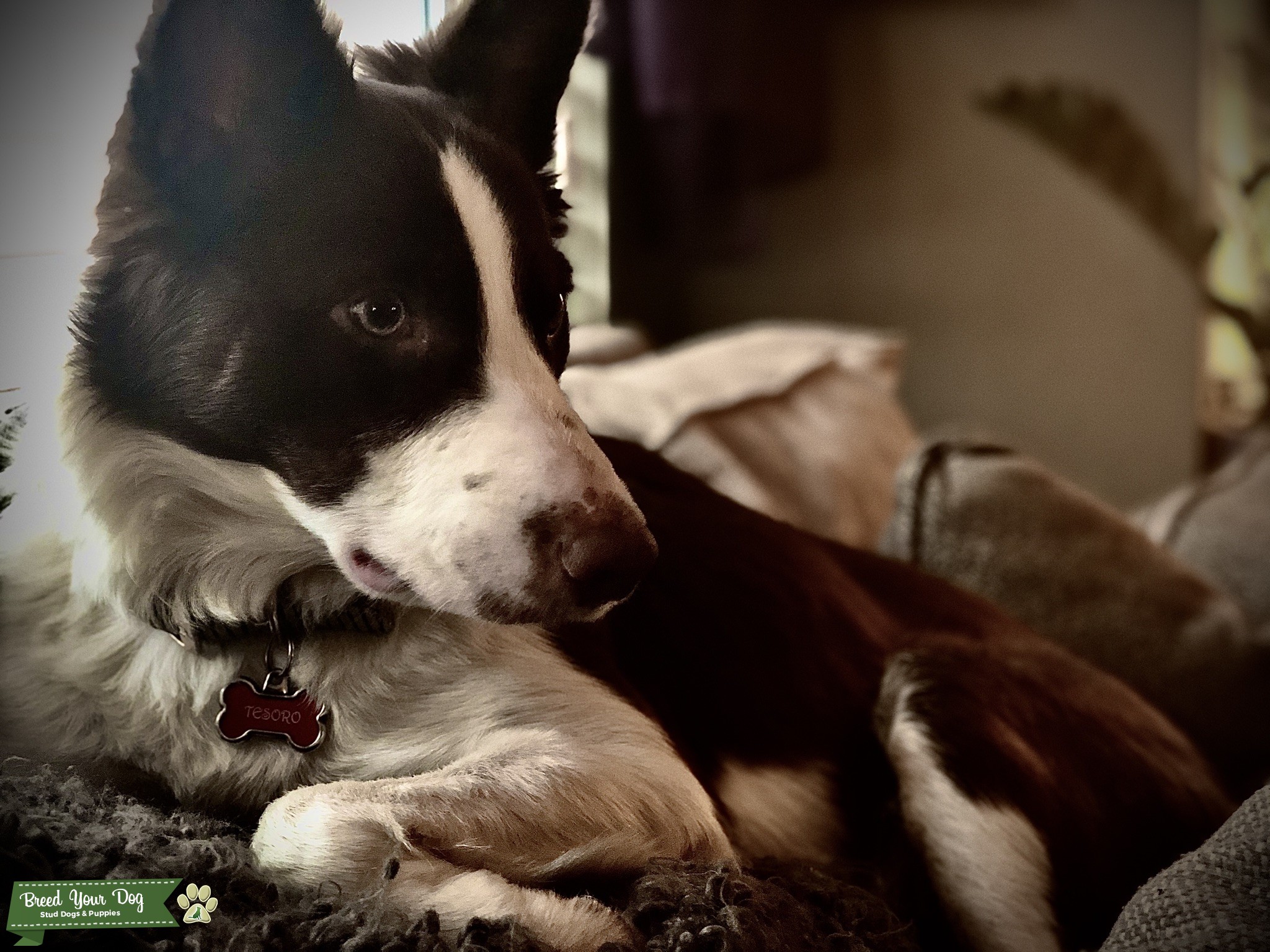Red Border Collie - Stud Dog Washington - Breed Your Dog