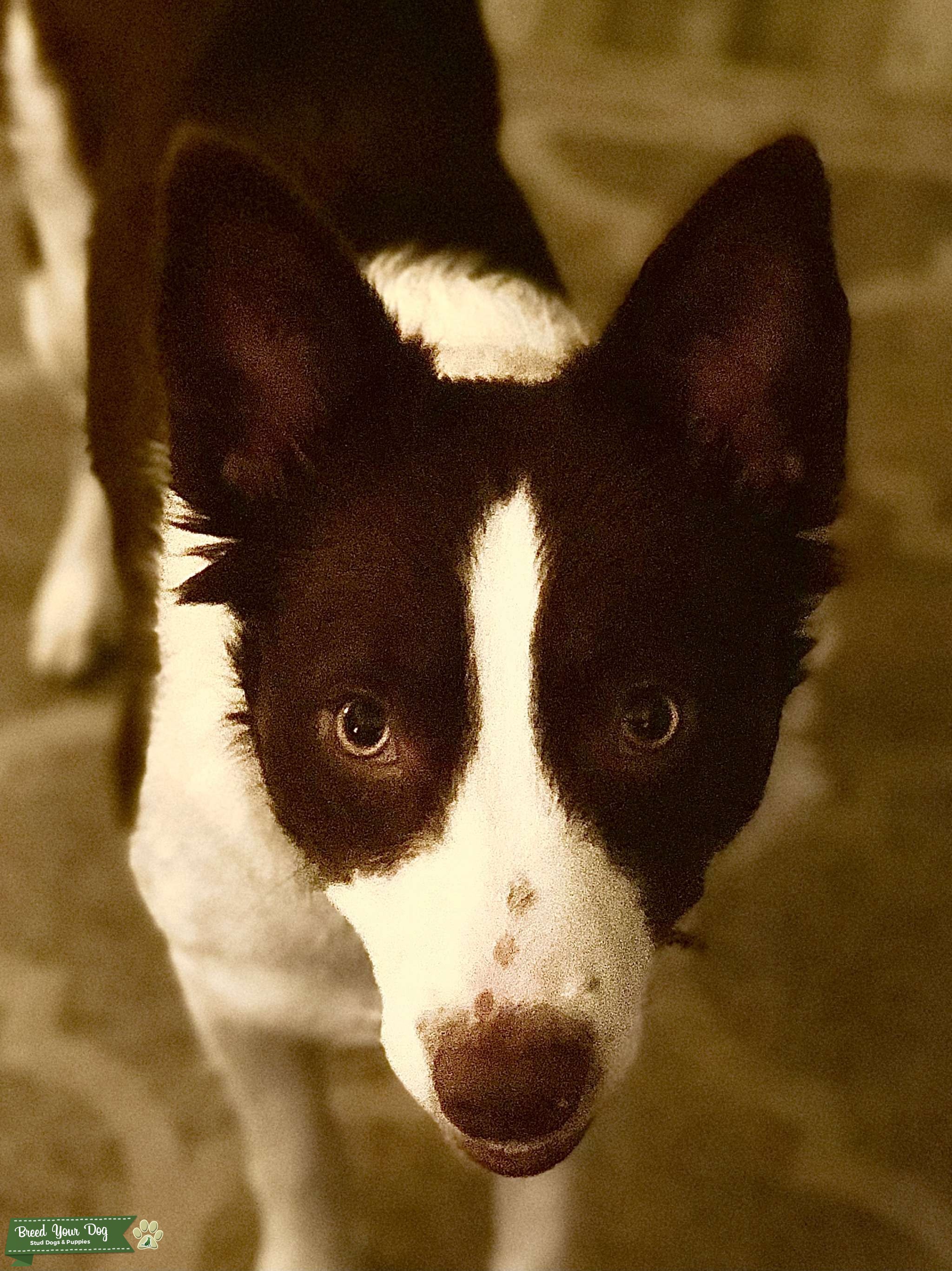 Red Border Collie - Stud Dog Washington - Breed Your Dog