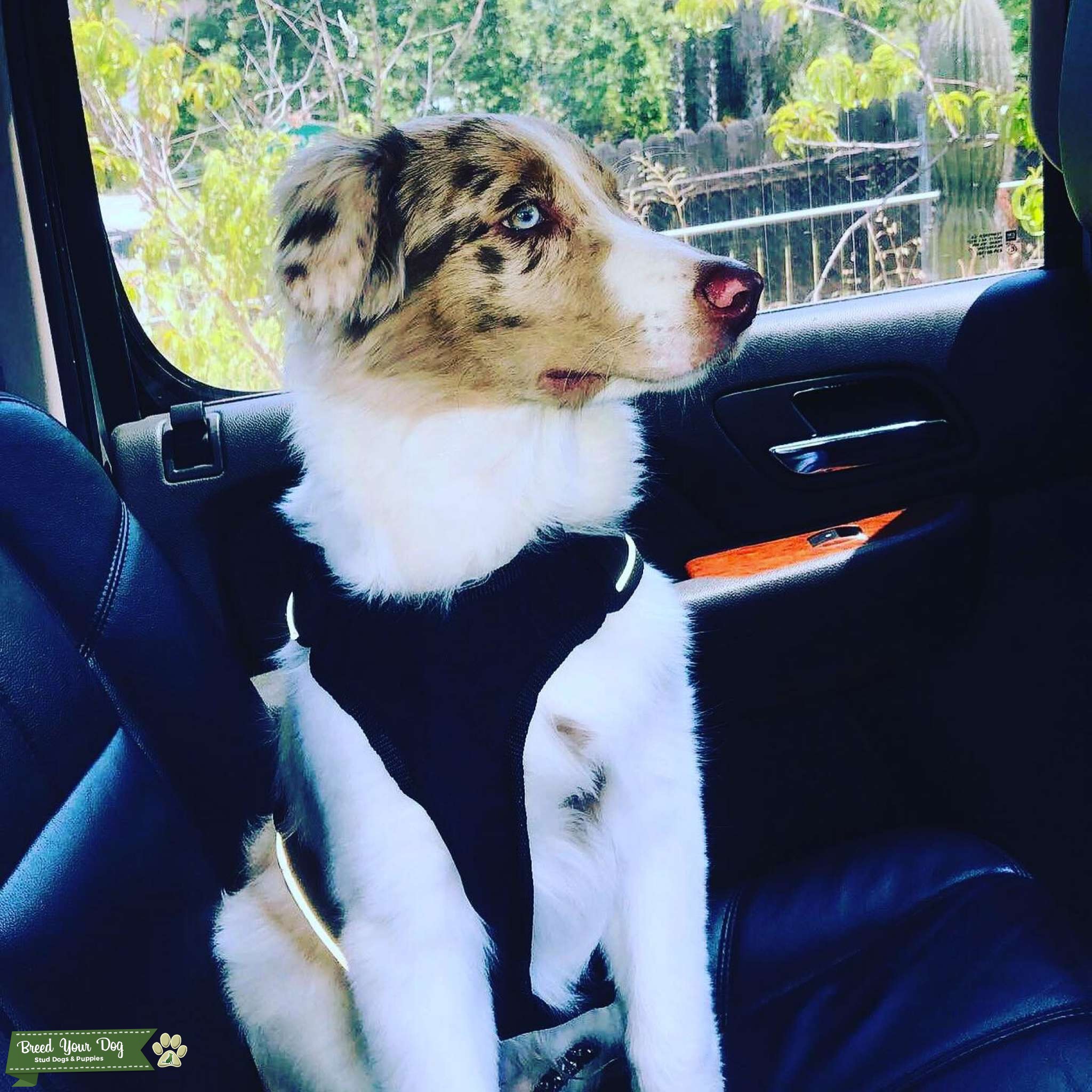 Diluted red Merle Aussie - Stud Dog in California , the United States ...