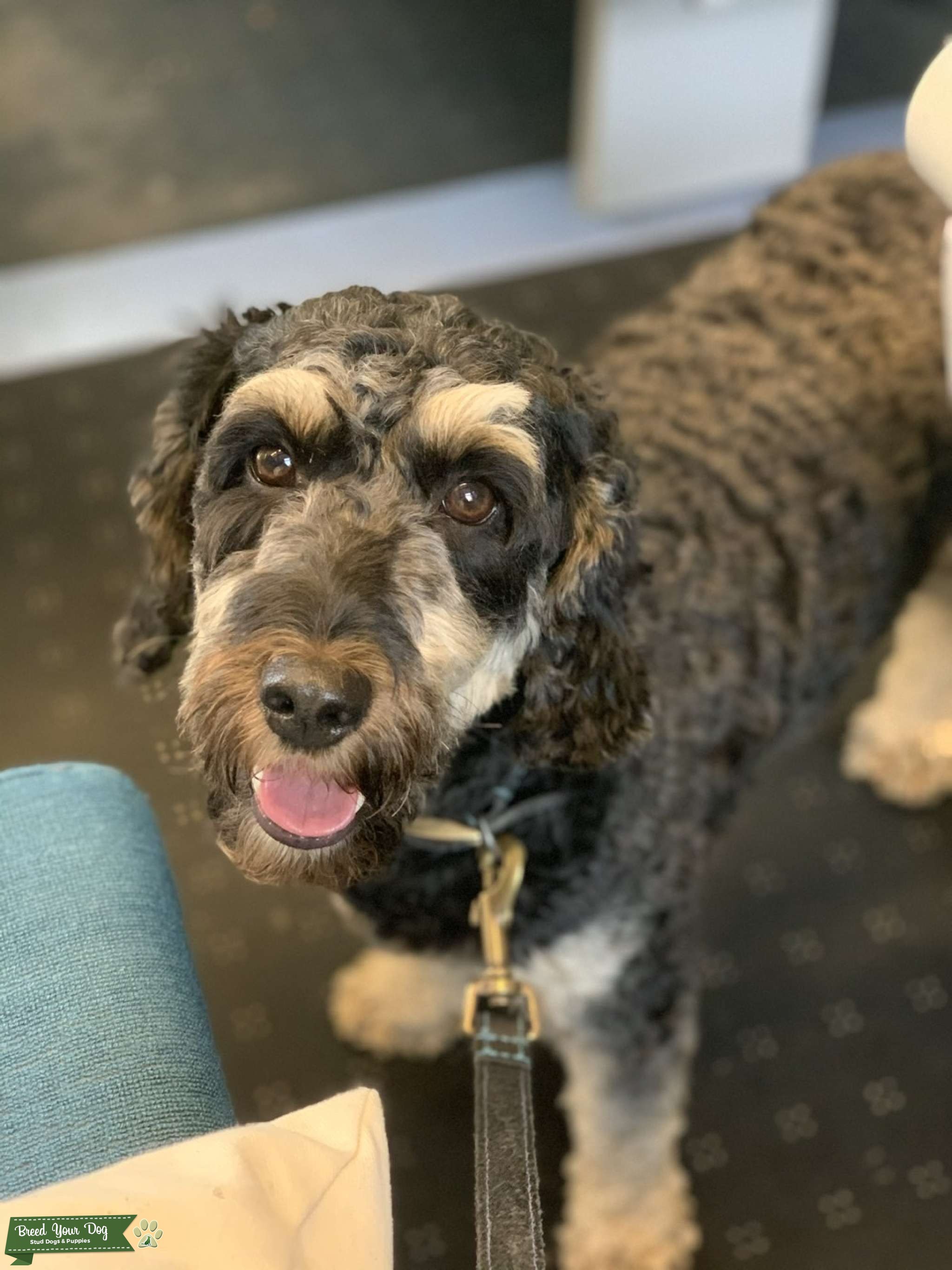F1 Cockapoo Stud, Tri Coloured - Stud Dog in Brighton , United States ...