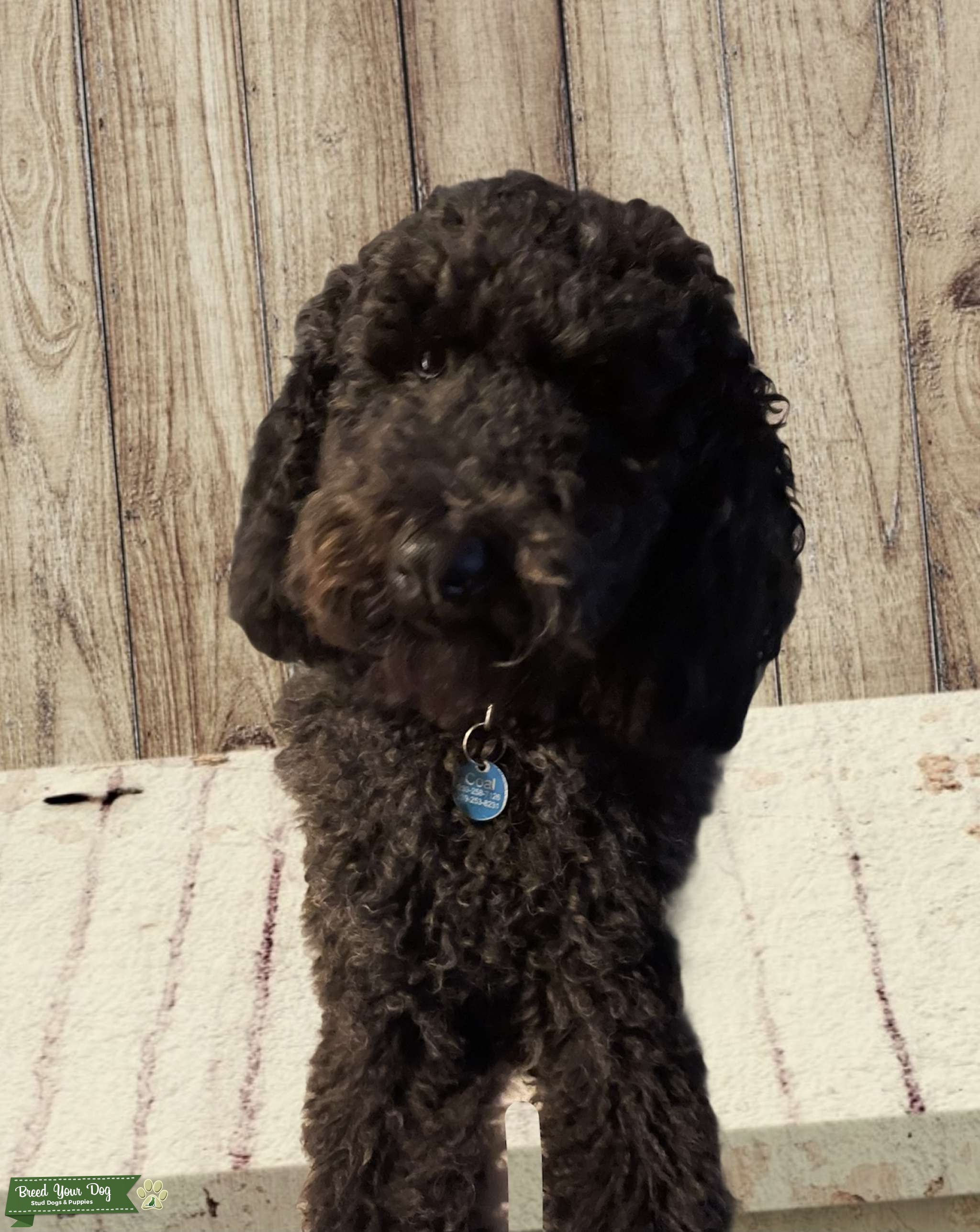 AKC Standard Poodle Stud - Stud Dog in Southwest Florida, the United ...