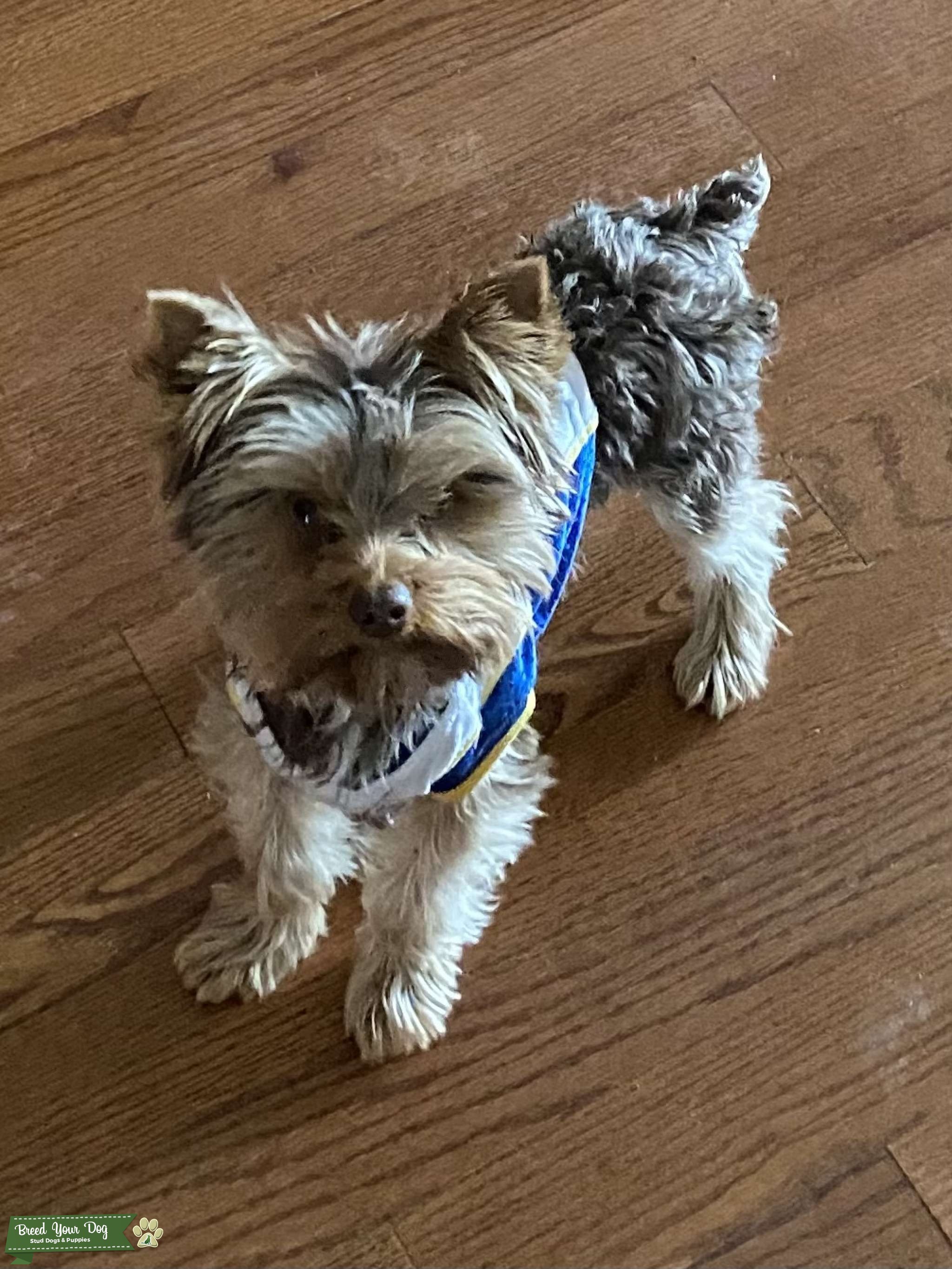 Here's Coco! AKC Yorkie Male Ready for a Girlfriend! - Stud Dog in ...
