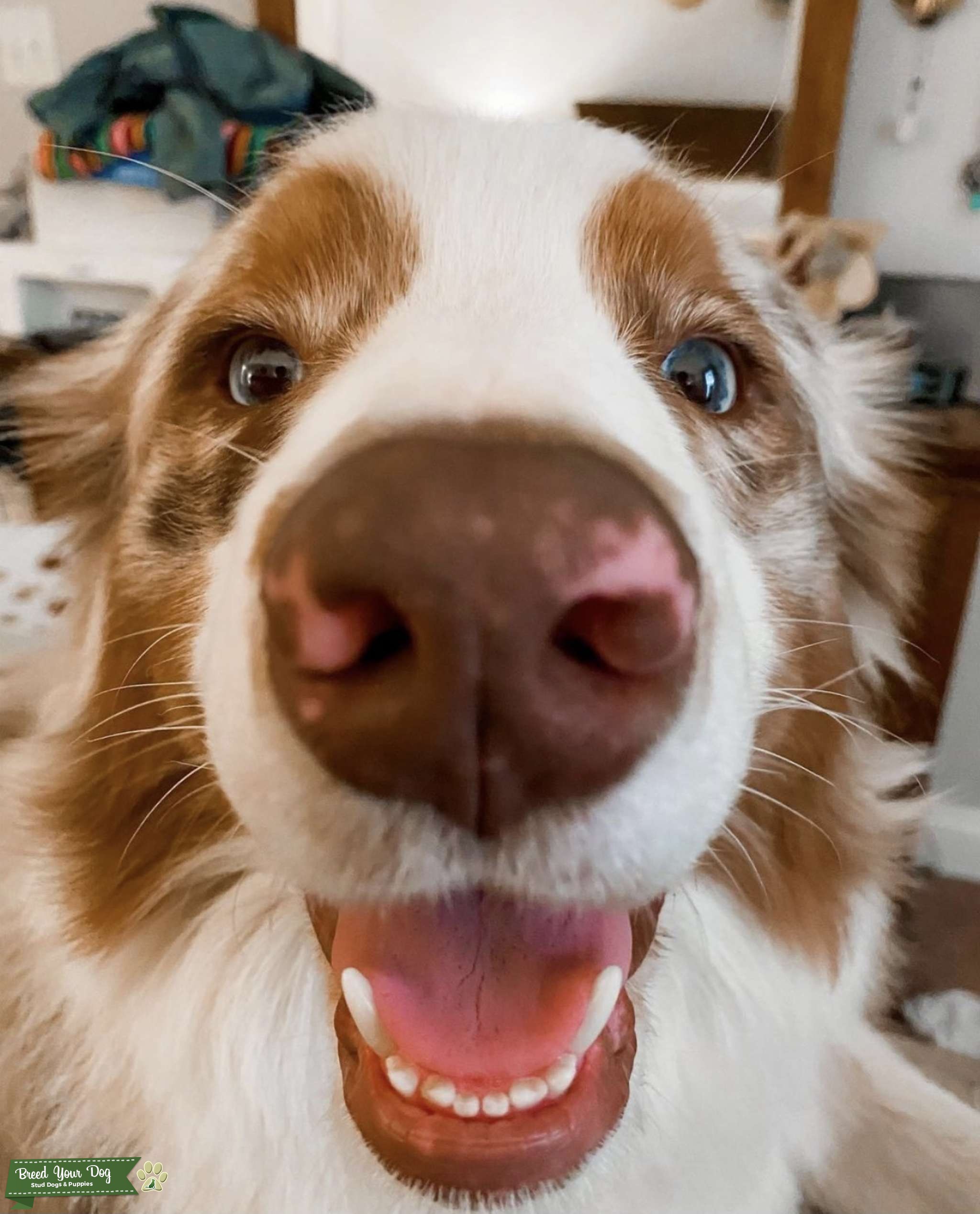 Beautiful Red Merle AKC for Studding - First Time Stud - Stud Dog in ...