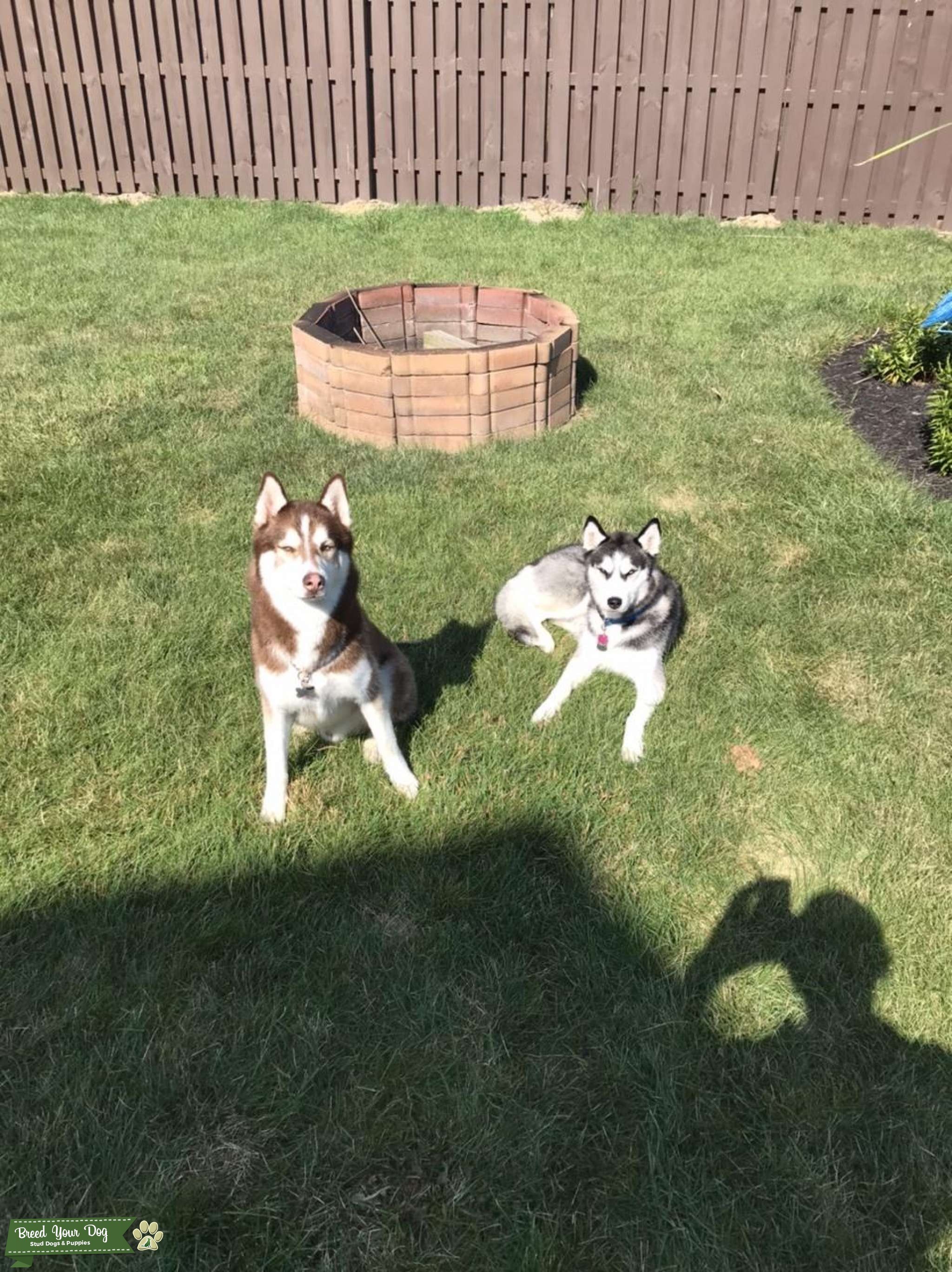 Husky for stud services - Stud Dog in Midwest, Australia | Breed Your Dog