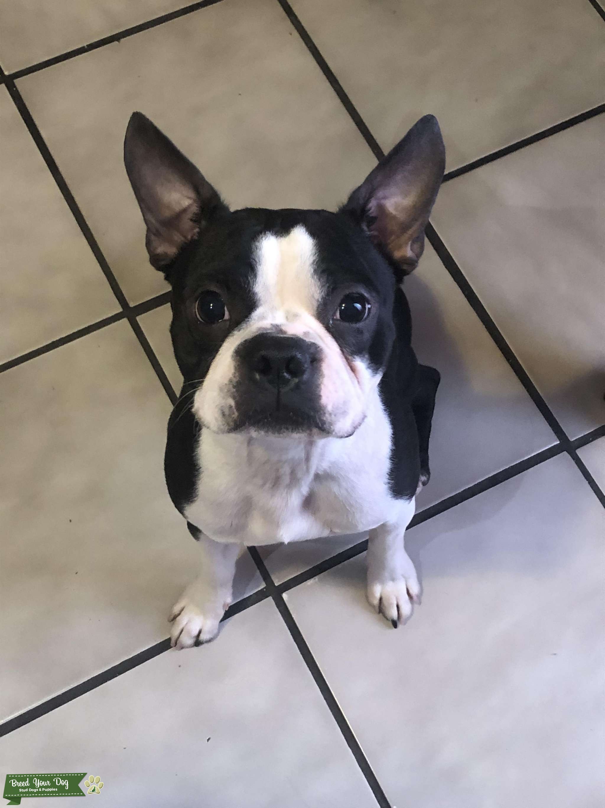 Boston Terrier Stud - Stud Dog Illinois - Breed Your Dog