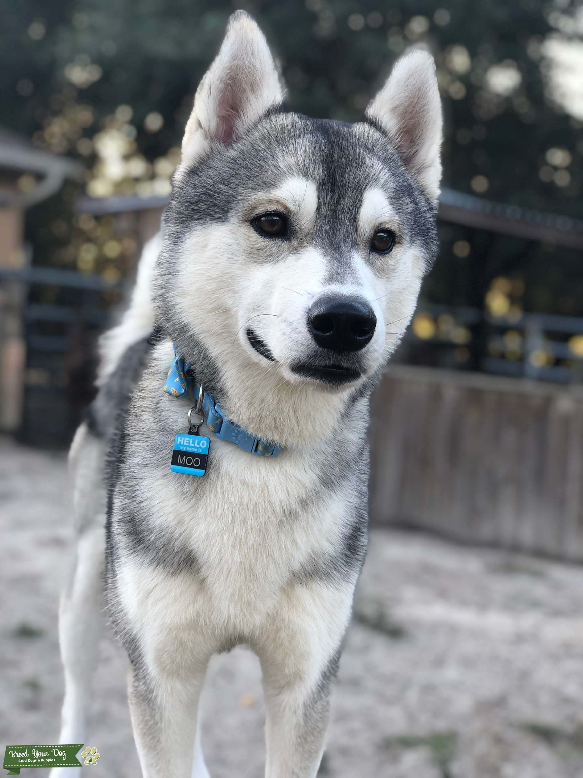 Handsome Siberian Husky - Stud Dog Colorado - Breed Your Dog