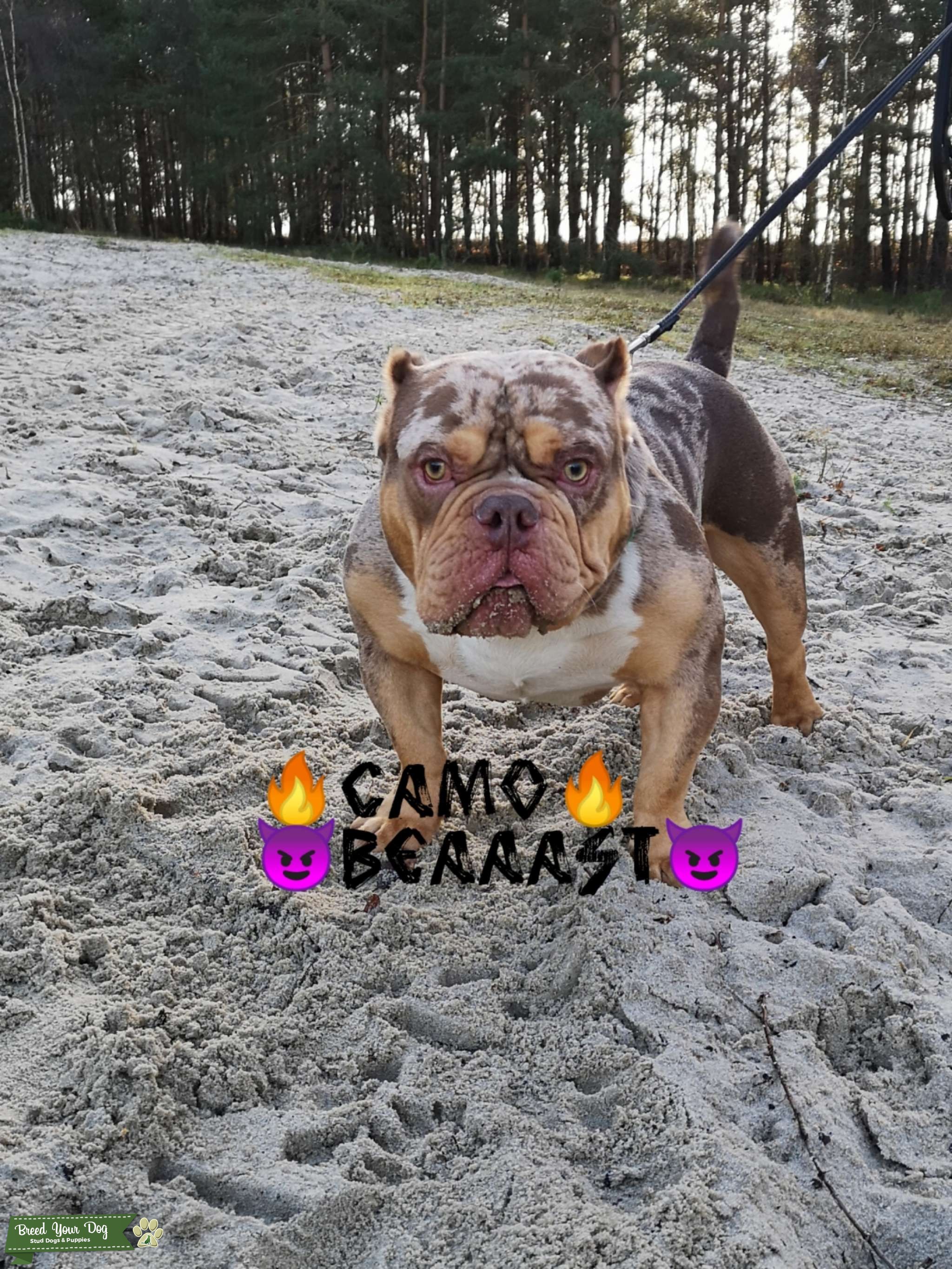 Chocolate tan merle exotic bully - Stud Dog in Cambridgeshire, the ...