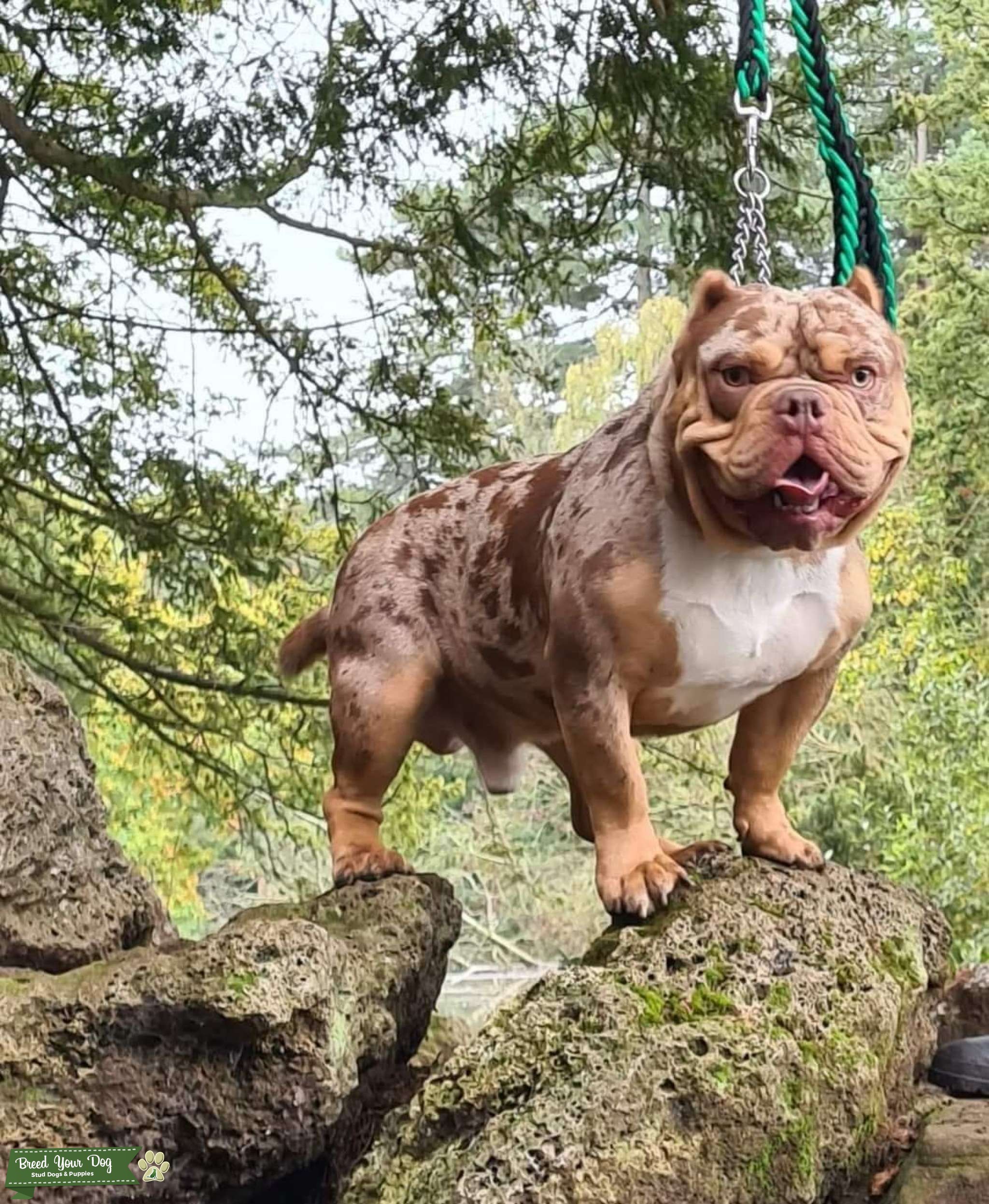 Chocolate tan merle exotic bully - Stud Dog in Cambridgeshire, the ...