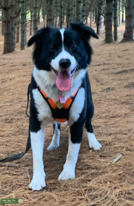Stud Dog - AKC registered Border Collie mix - Breed Your Dog
