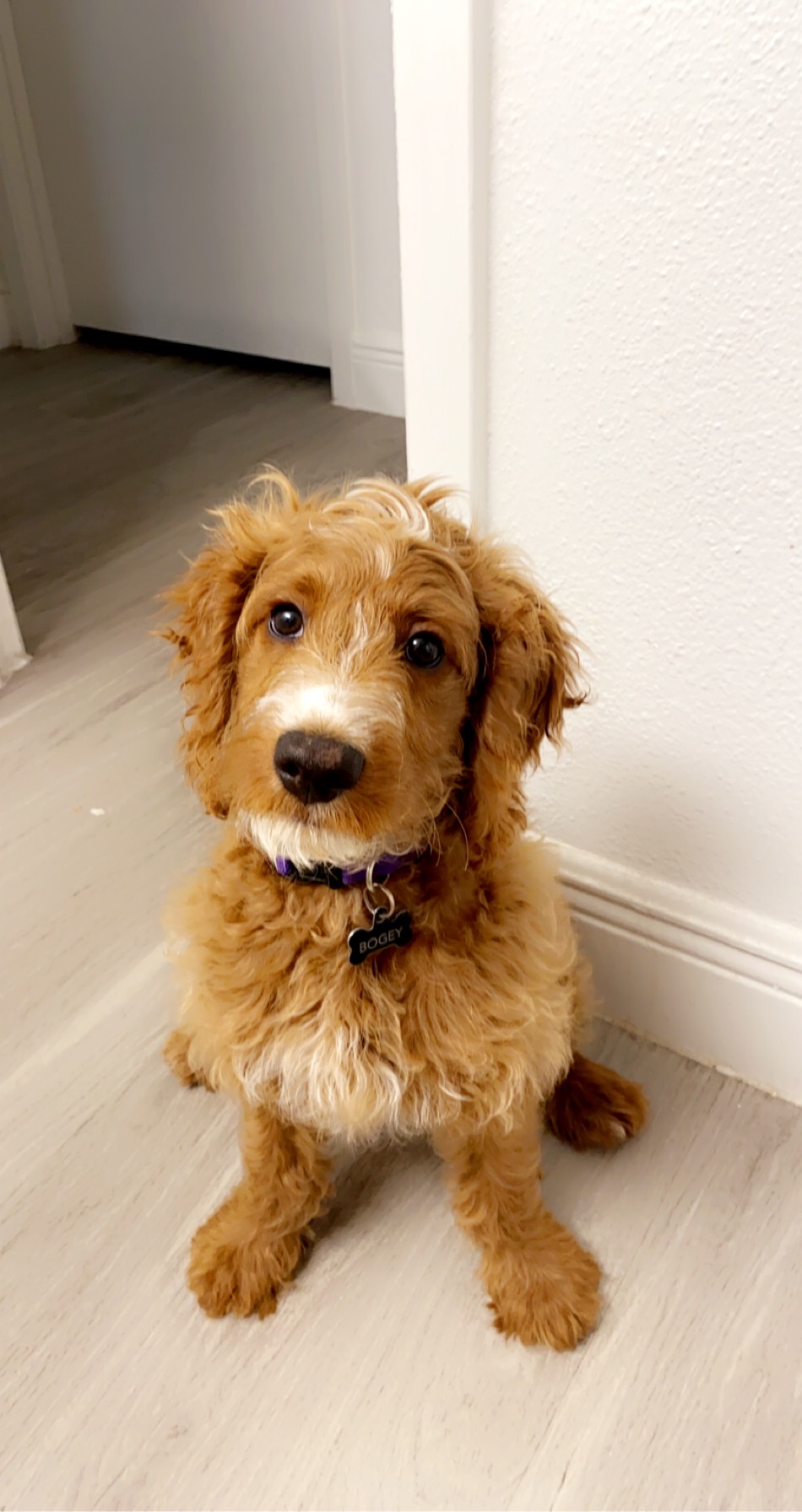 Beautiful Clumberdoodle with rare markings - Stud Dog in Austin, TX ...