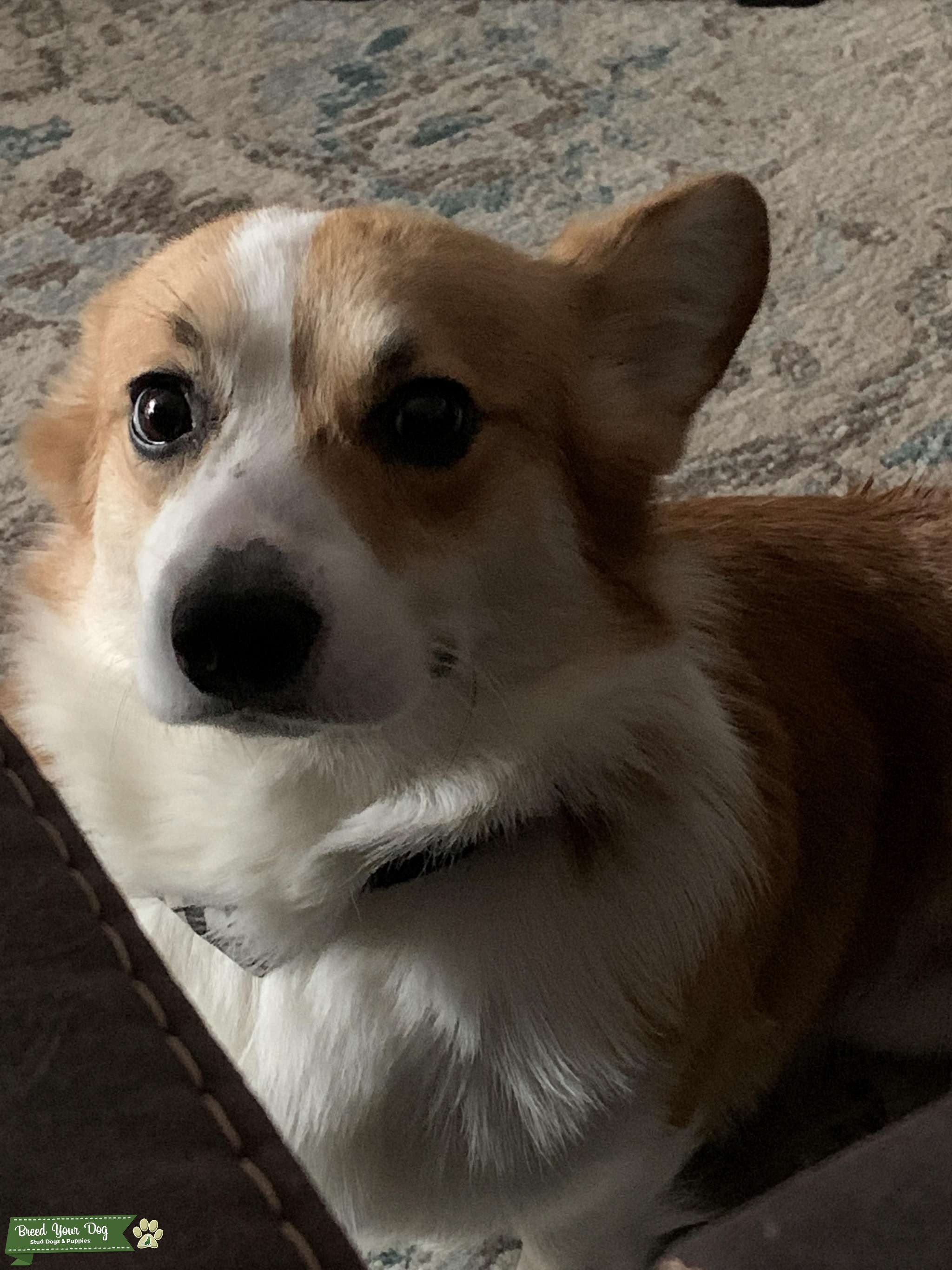 STUD MUFFIN - Stud Dog Virginia - Breed Your Dog