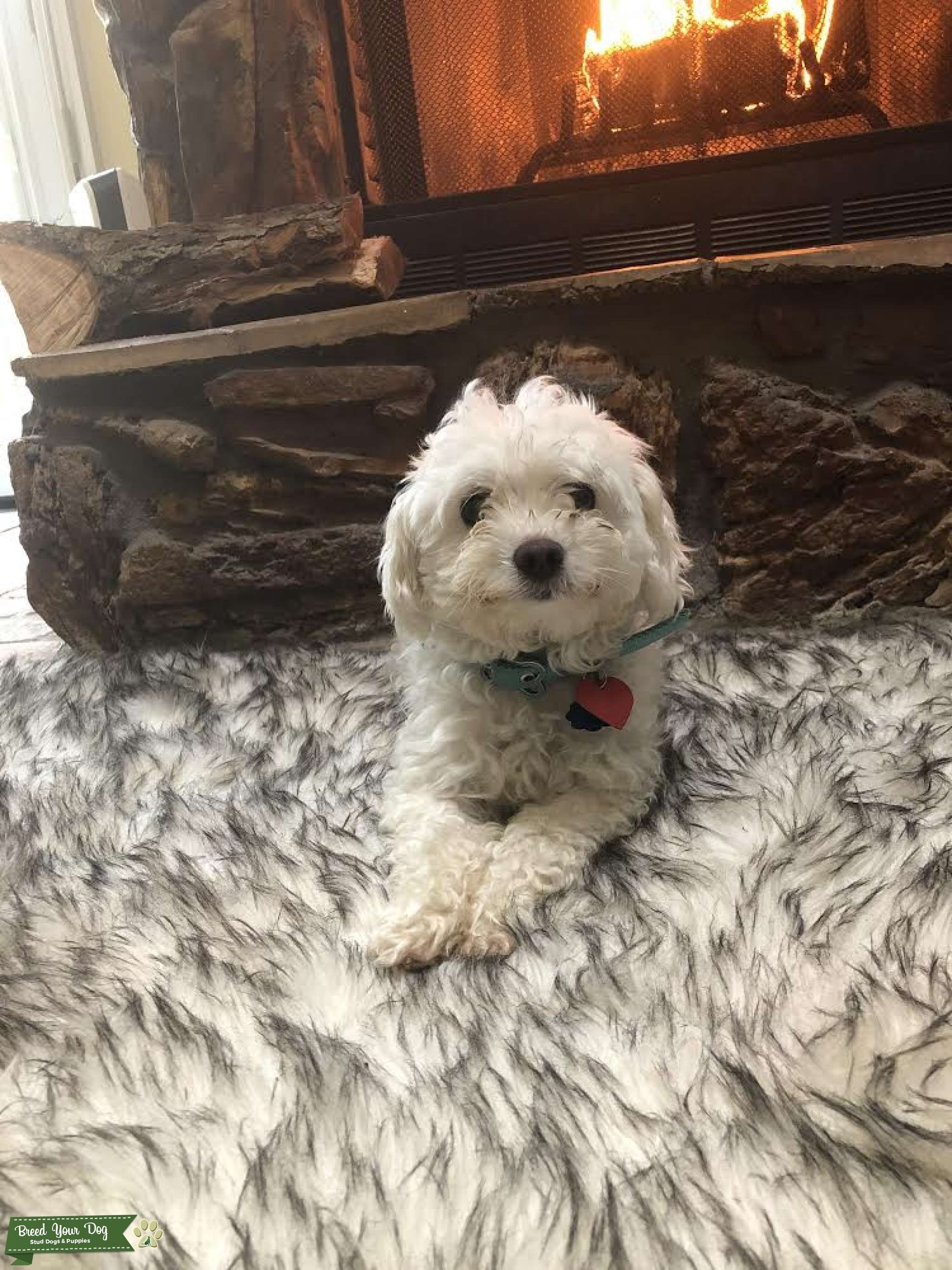 Female Maltese - Stud Dog in Destrehan , the United States | Breed Your Dog