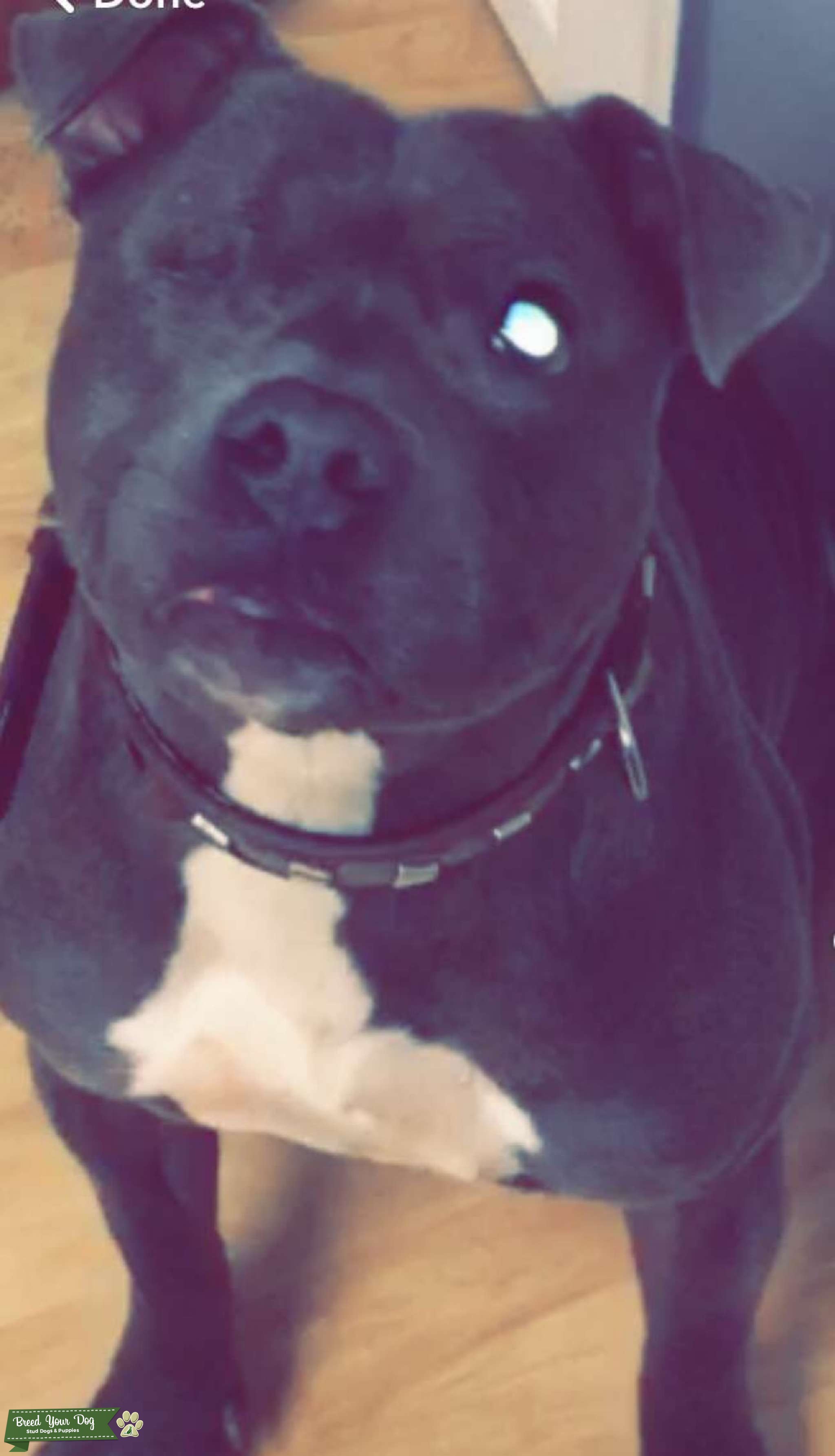 Beautiful full blue staff no looking for a stud - Stud Dog in ...