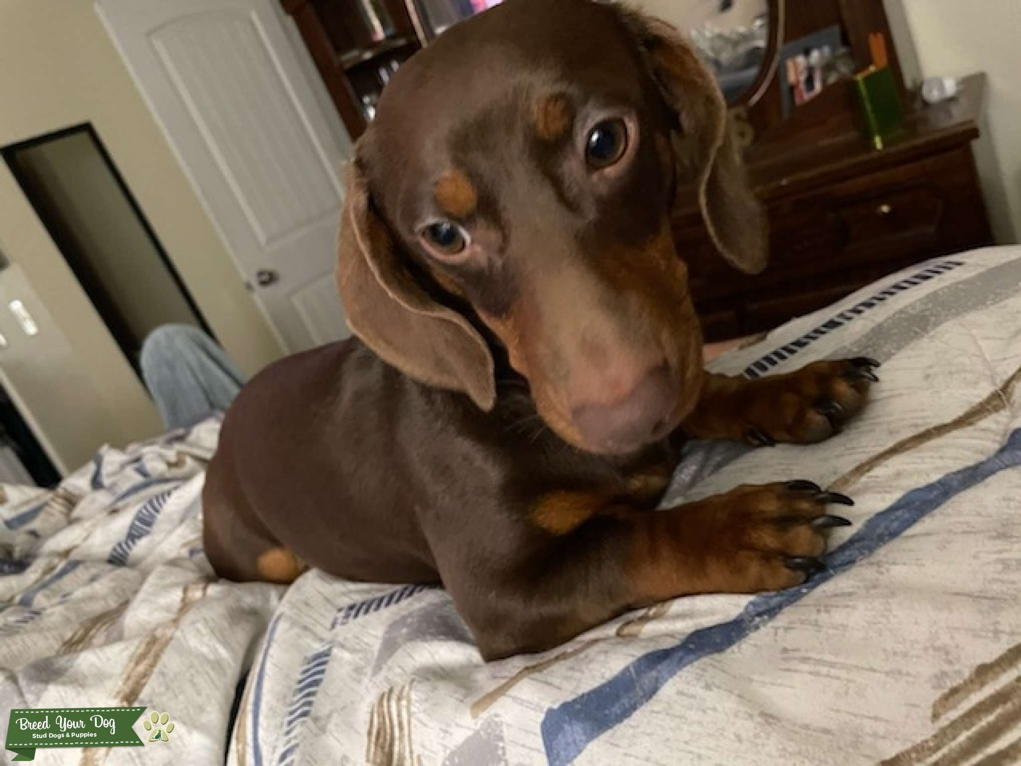 Red miniature dachshund - Stud Dog in Missouri , the United States ...