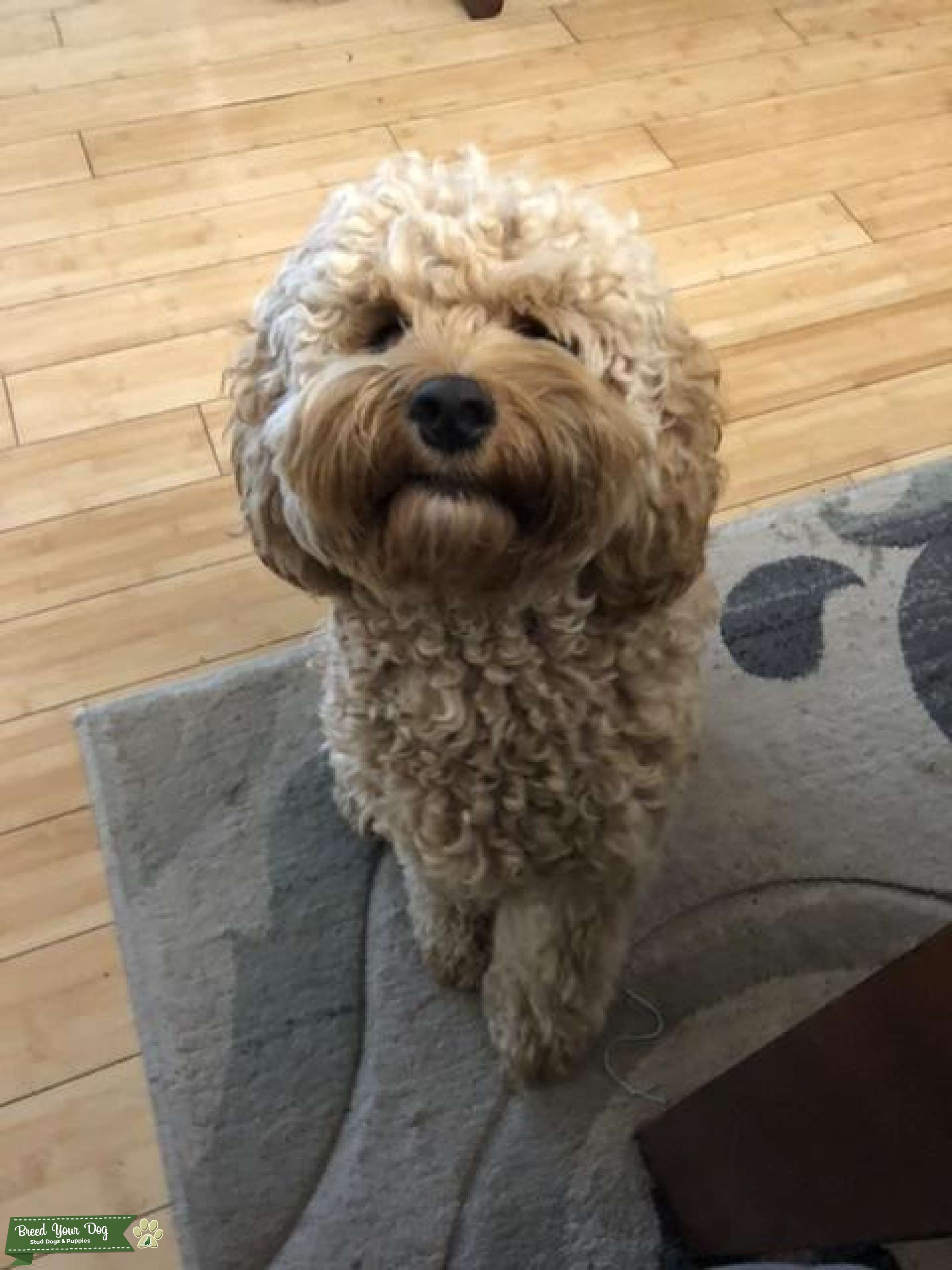 Cockapoo F1 - Stud Dog in 1, the United States | Breed Your Dog