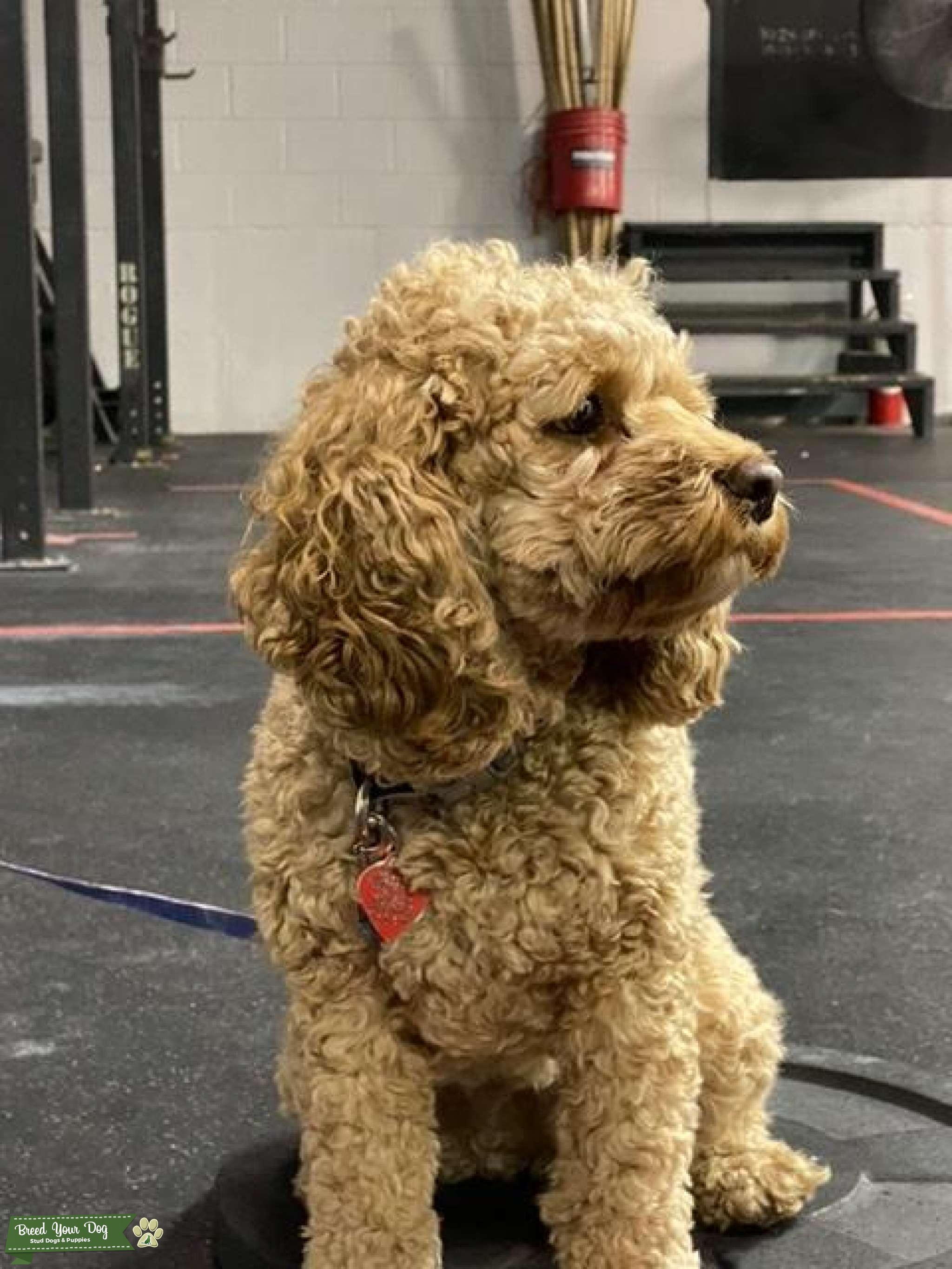 Cockapoo F1 - Stud Dog in 1, United States | Breed Your Dog