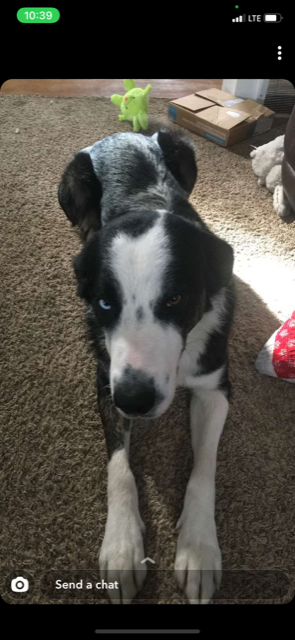 Border Collie/Idaho Shag - Stud Dog in Montana, United States | Breed ...