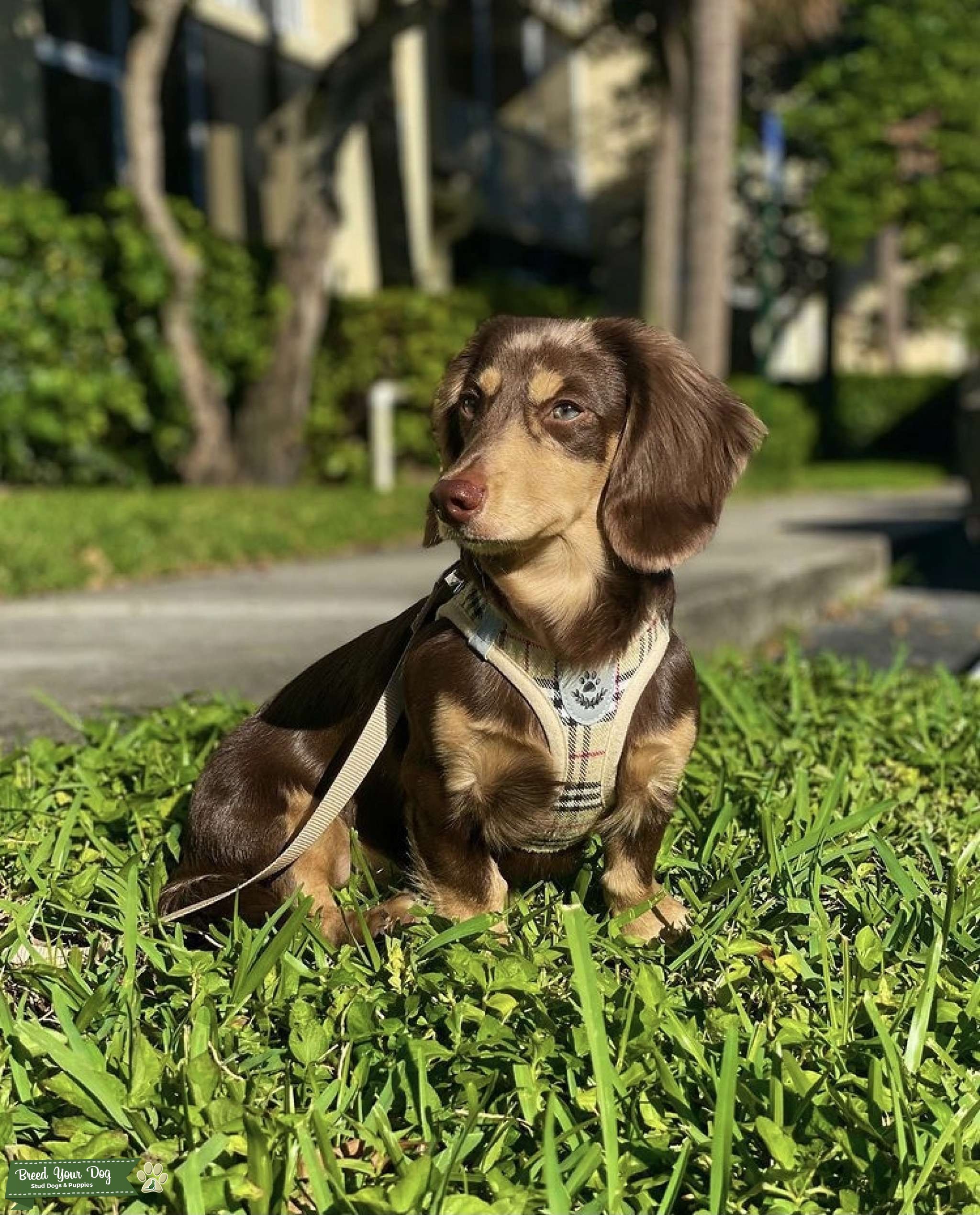 AKC Stud Long-Hair Chocolate Dapple Dachshund - Stud Dog in Hollywood ...