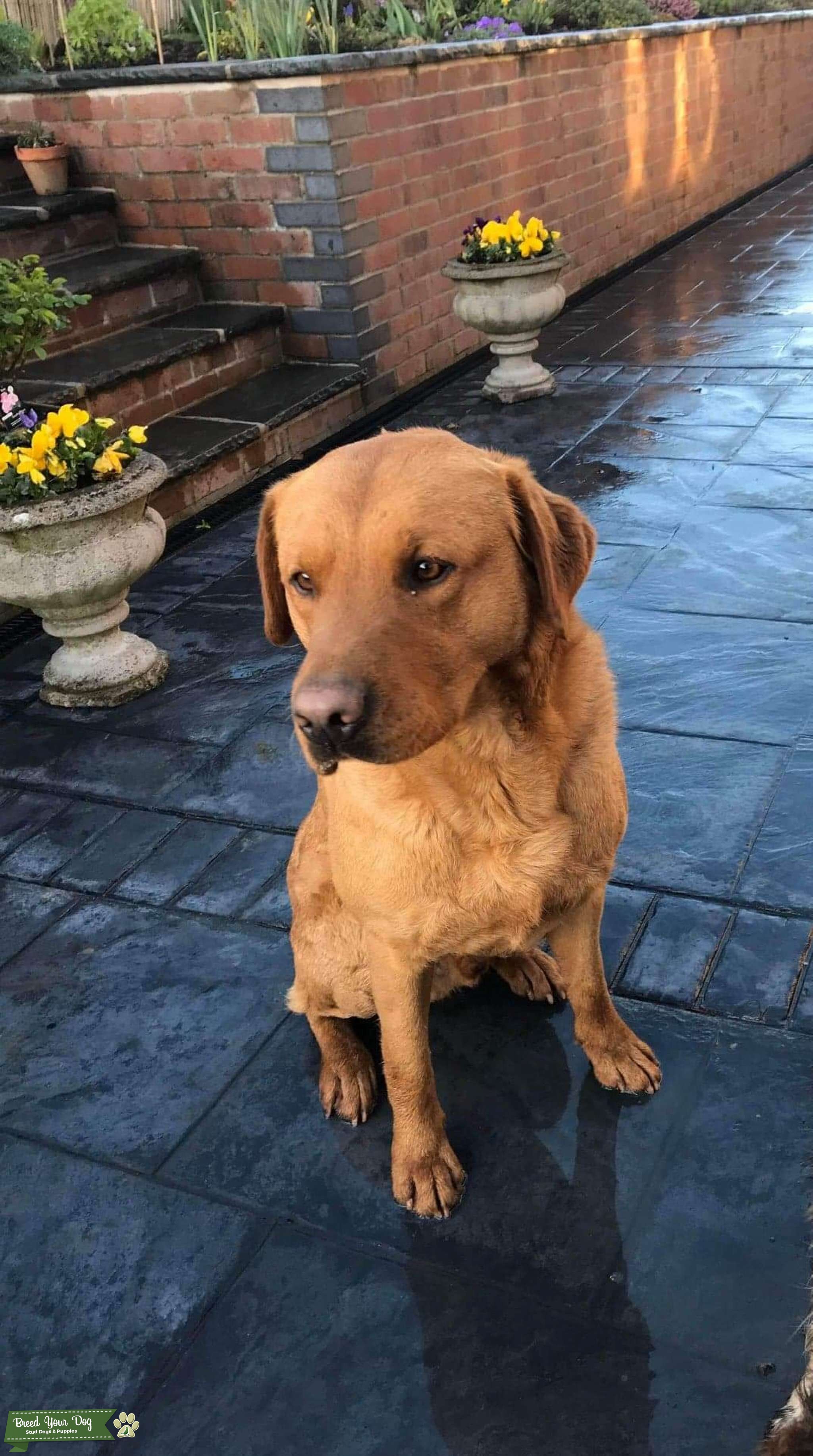Fox red Labrador - Stud Dog in Powys, the United Kingdom | Breed Your Dog
