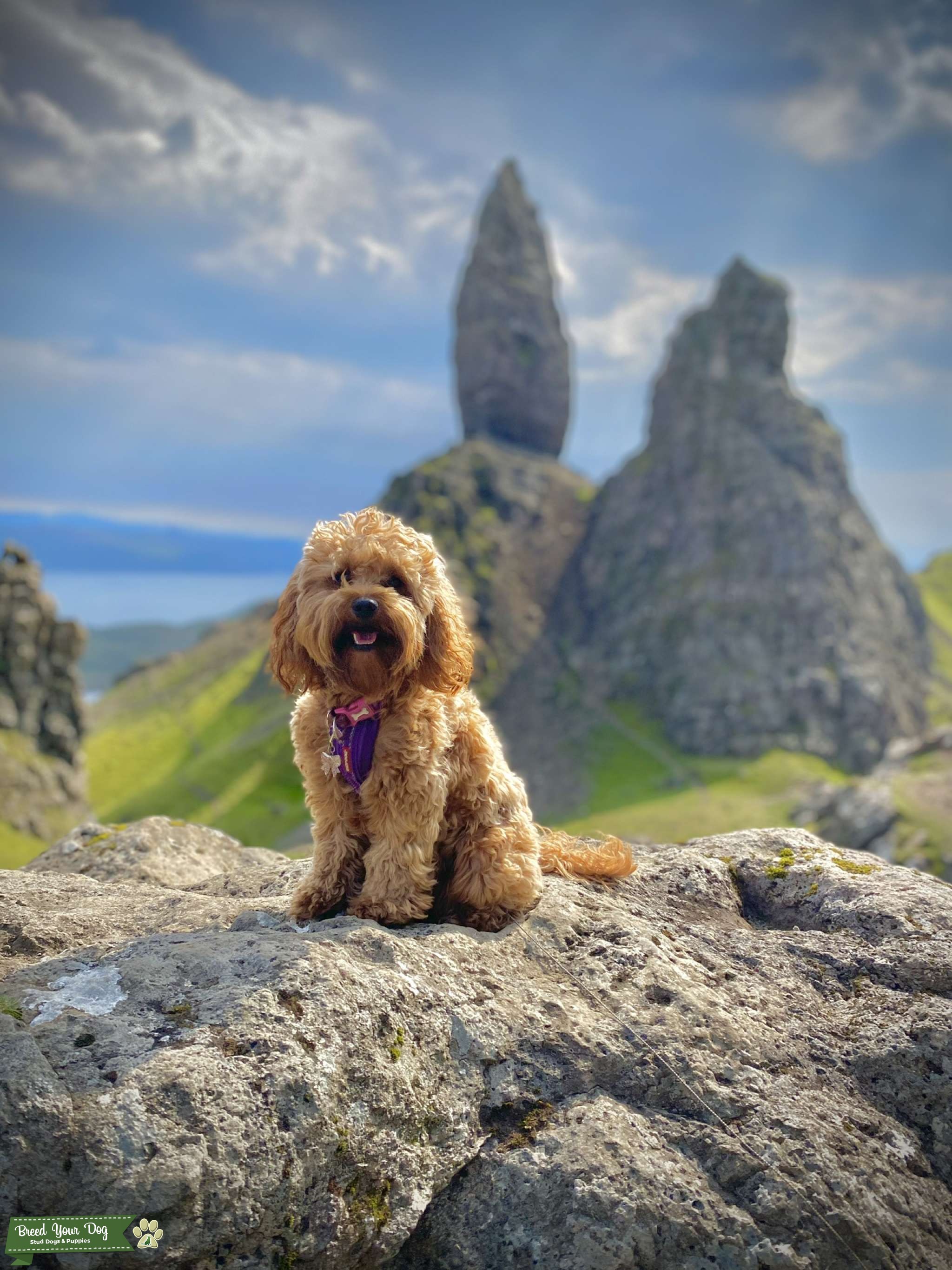 Female cavapoo - Stud Dog in Staffs, the United States | Breed Your Dog