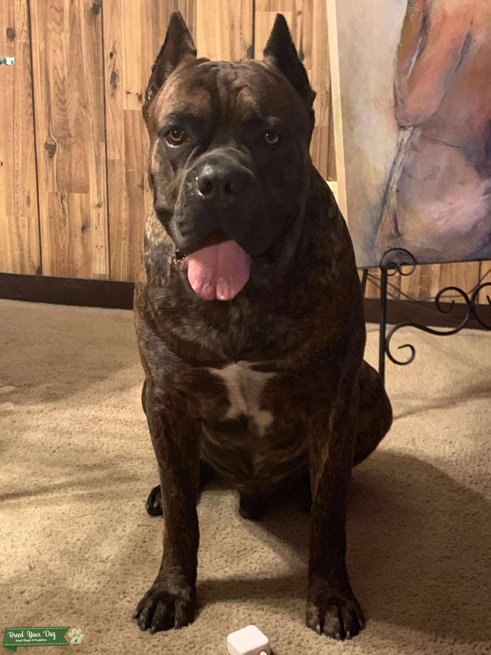 Brown brindle male - Stud Dog in Pennsylvania, United States | Breed ...