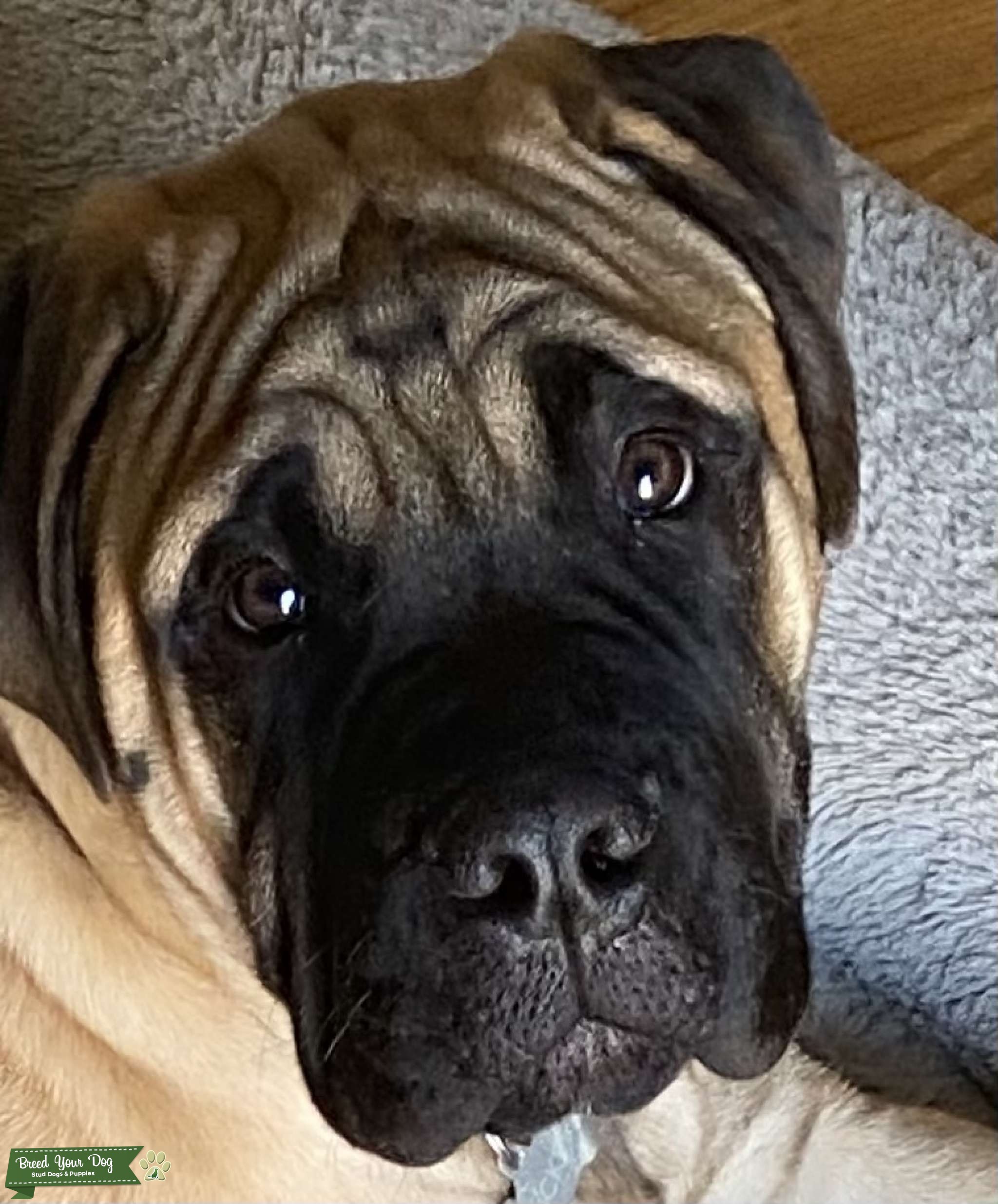Gentle Giant Bullmastiff - Stud Dog in USA , United States | Breed Your Dog