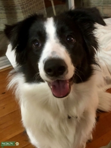 Border Collie Stud Dogs Available Now in Australia | Breed Your Dog