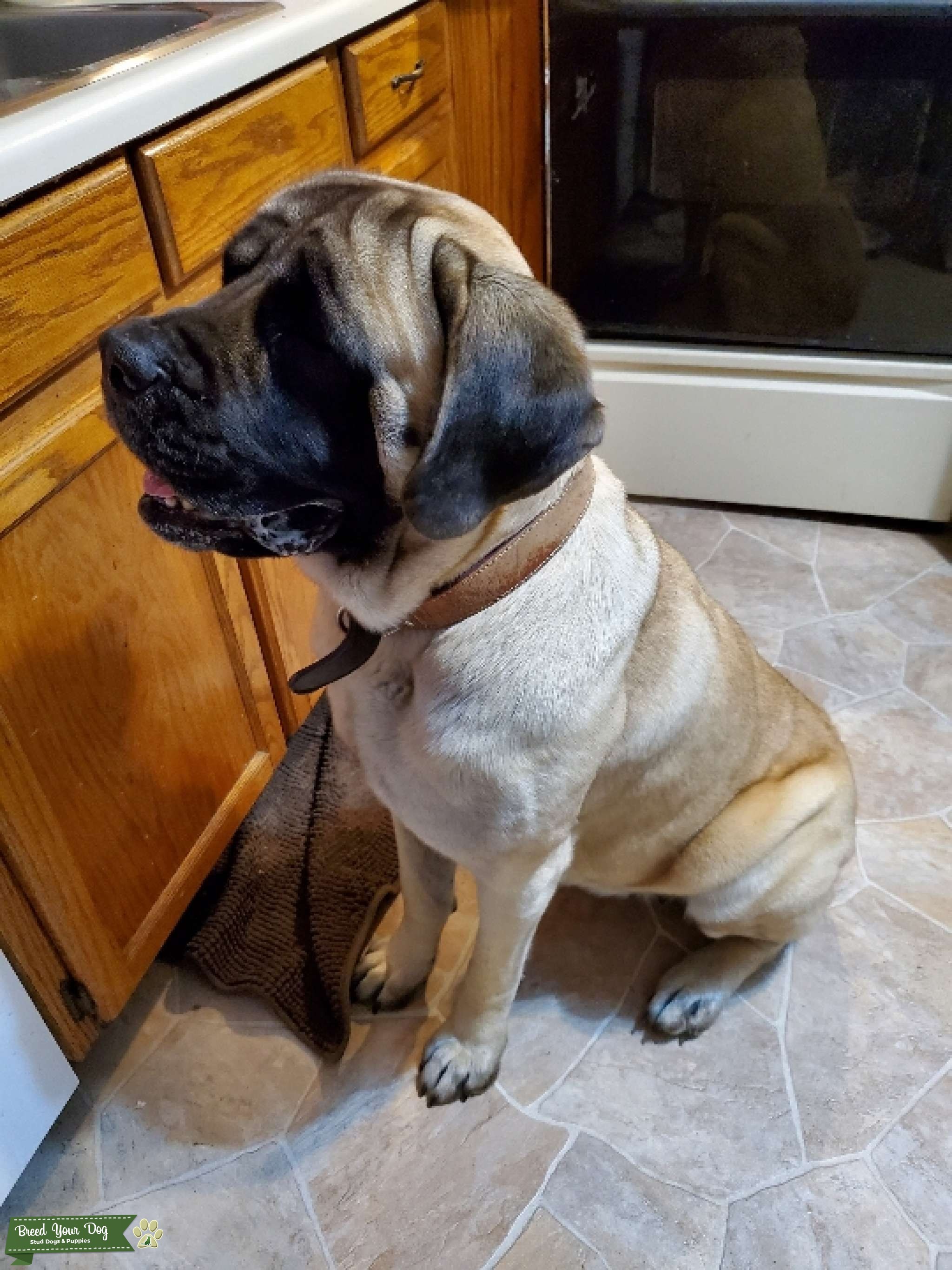 AKC English Mastiff - Stud Dog Tennessee - Breed Your Dog
