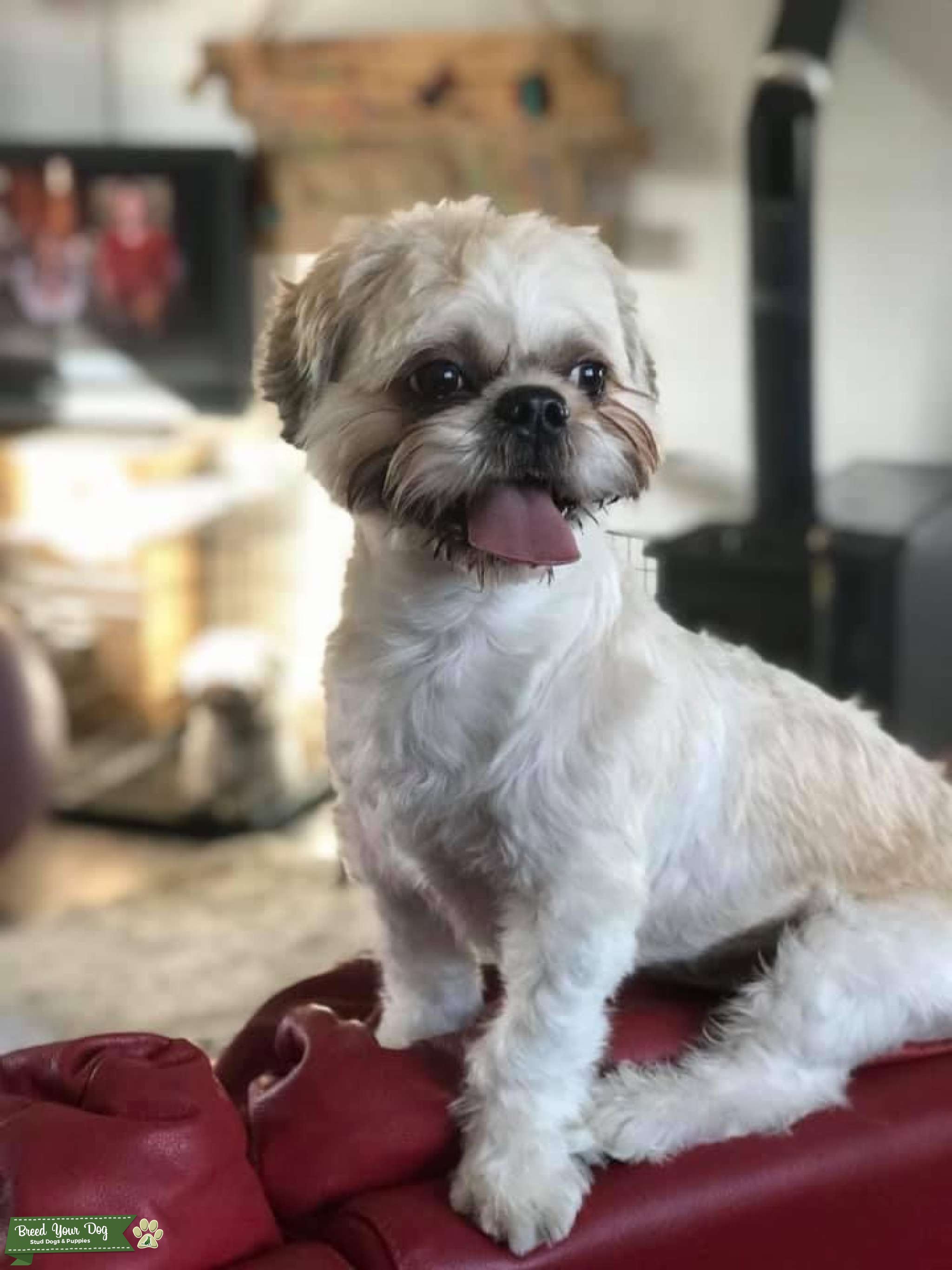 Shitzu For Stud - Stud Dog in County Antrim , United States | Breed ...