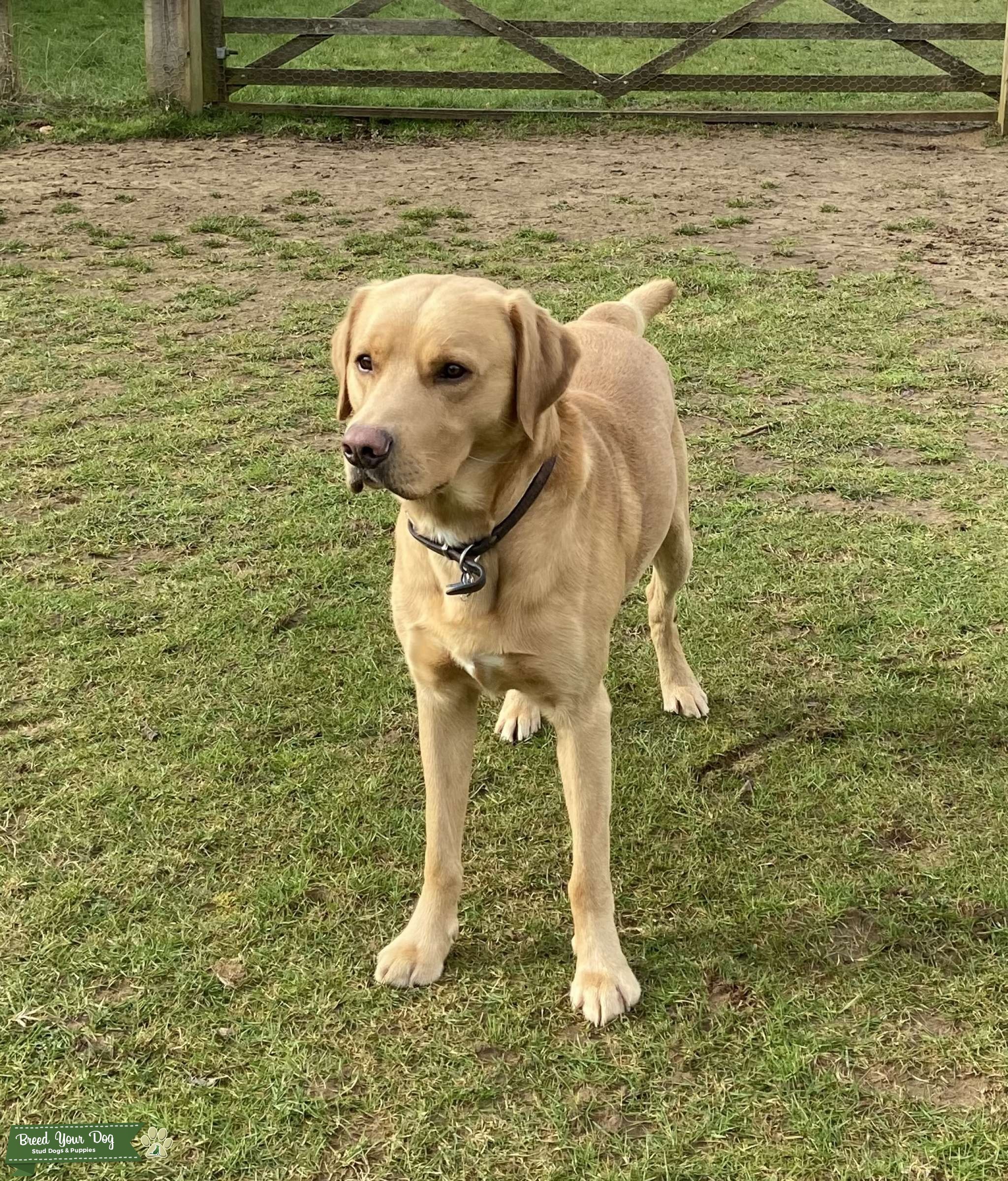 Golden Labrador - Stud Dog in Oxfordshire, United States | Breed Your Dog