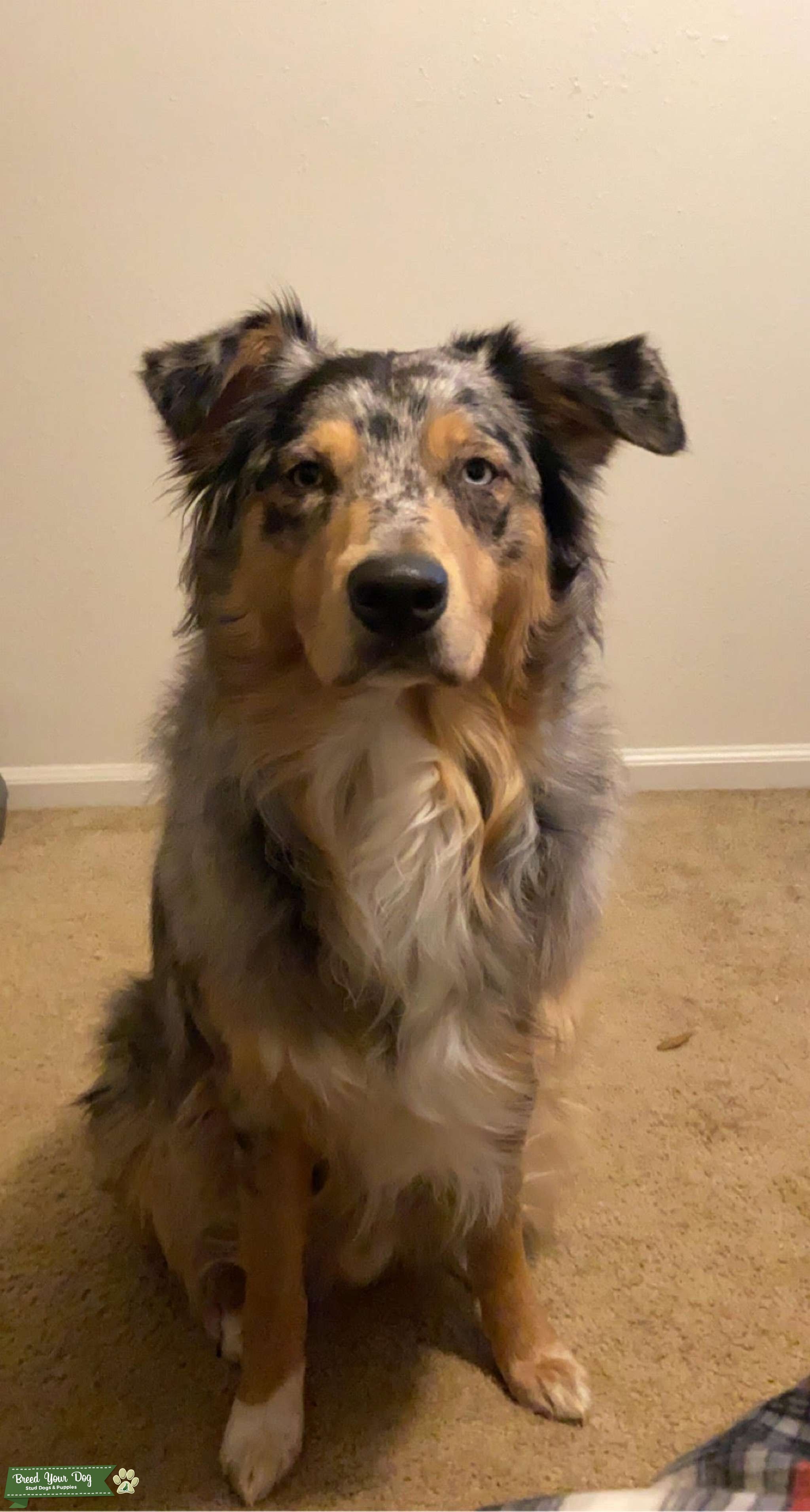 Blue Merle Australian Shepard with blue and gold eye - Stud Dog Alabama ...