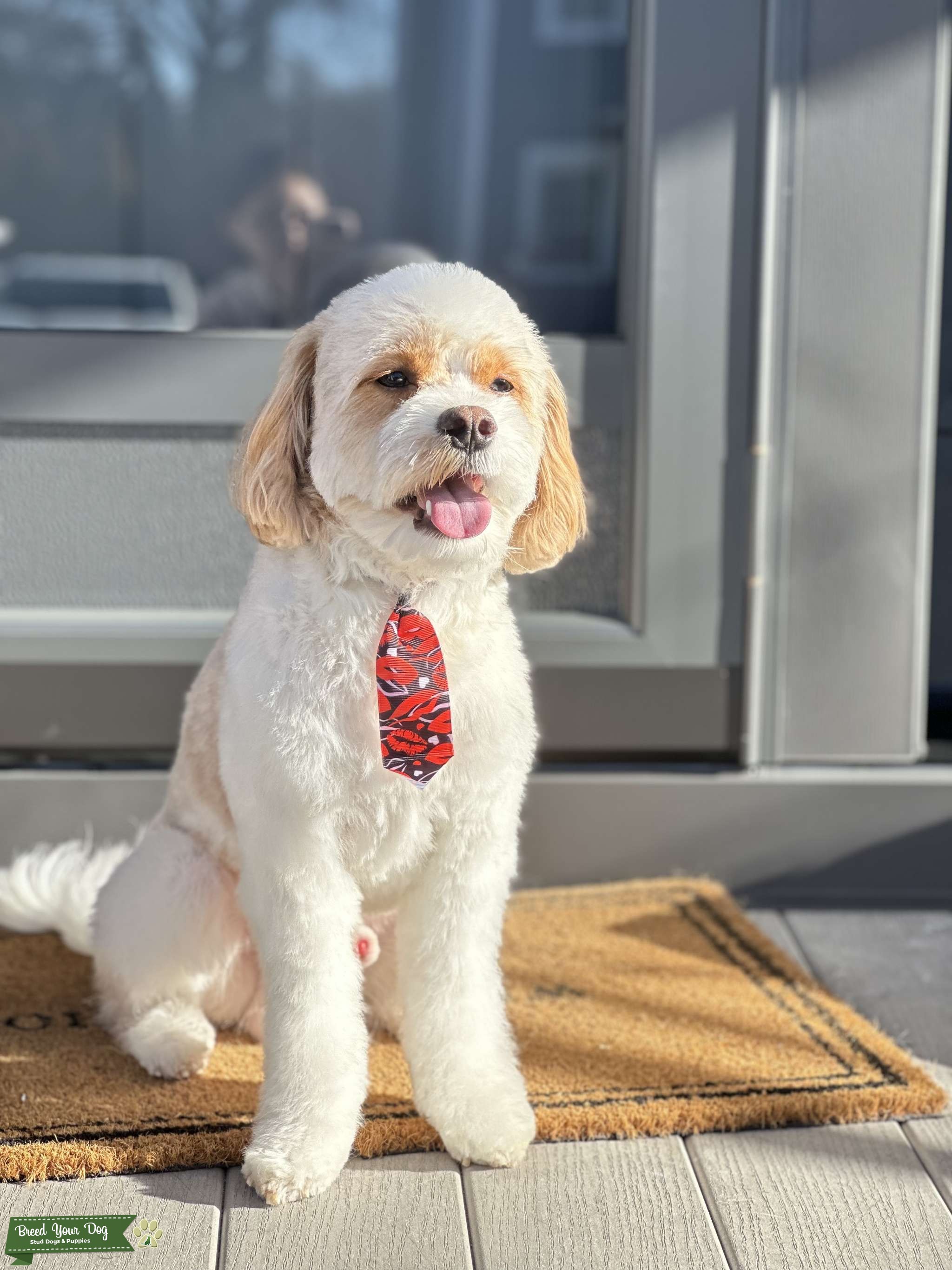 F1 Blenheim Cavapoo - Stud Dog in New Jersey, the United States | Breed ...