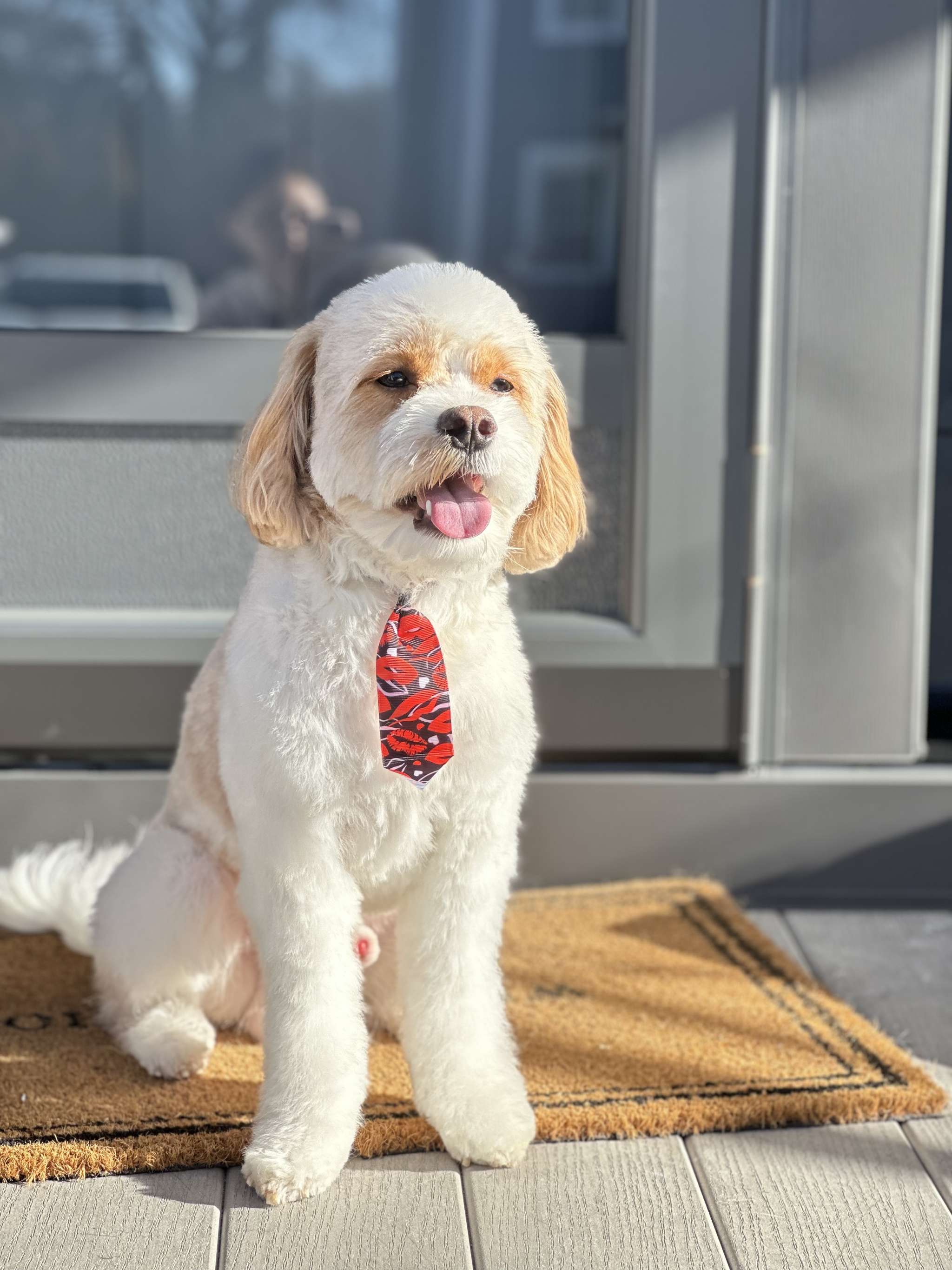 F1 Blenheim Cavapoo - Stud Dog in New Jersey, United States | Breed ...