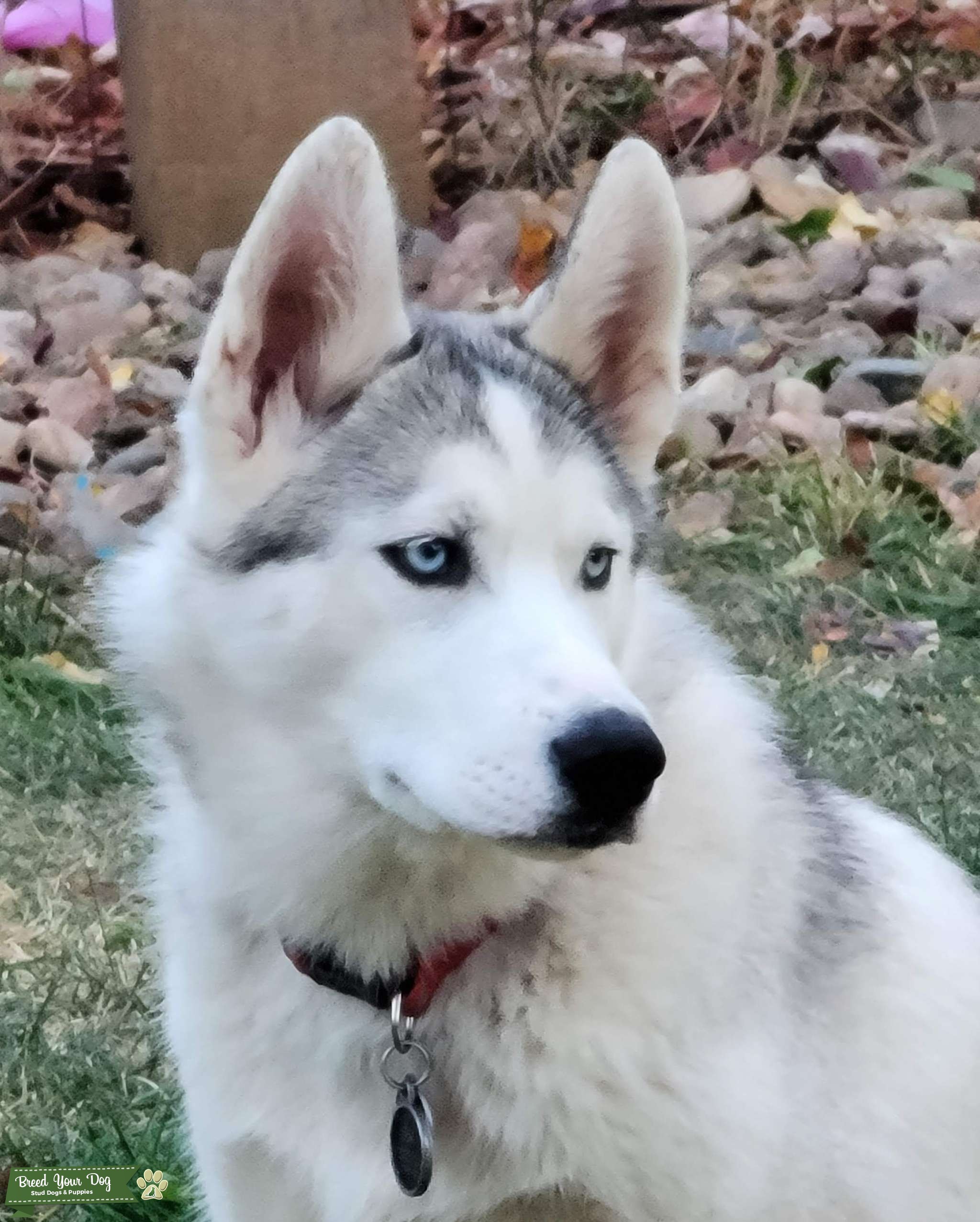 Handsome Siberian Husky Avaliable to Stud - Stud Dog in Colorado, the ...