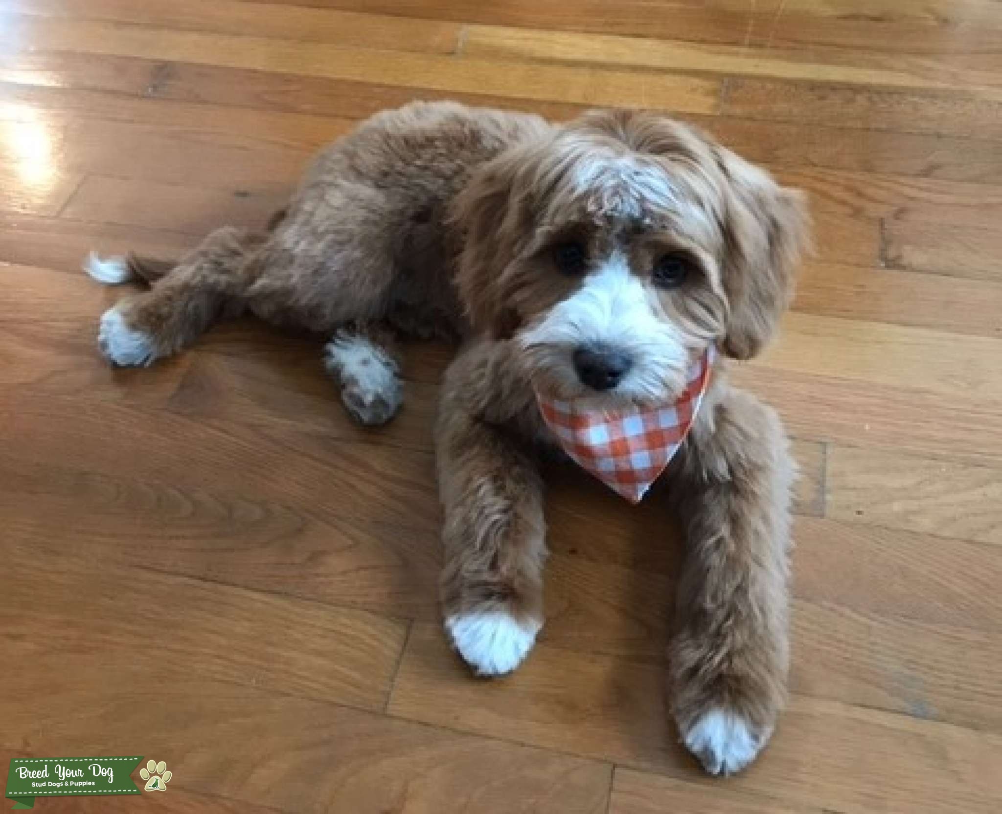 Ruby F1 Cavapoo - Stud Dog Massachusetts - Breed Your Dog