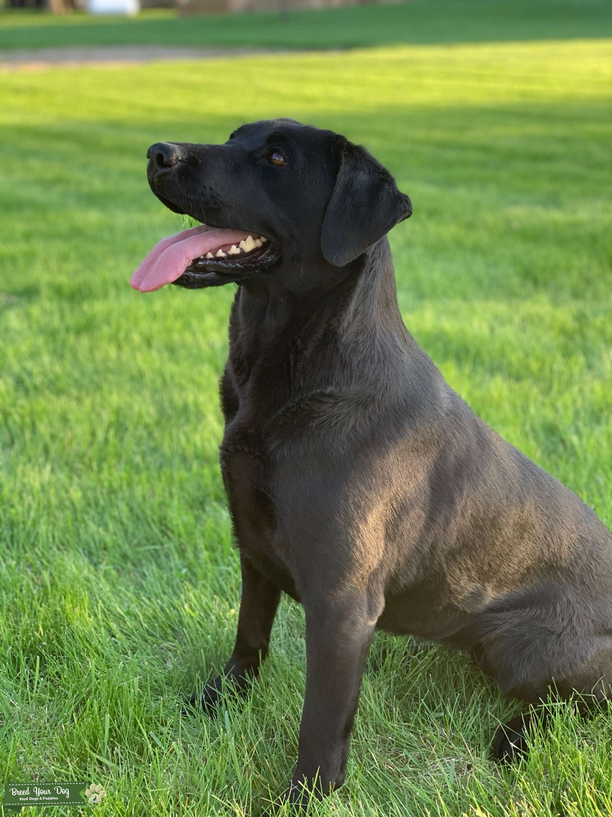 Black Labrador Retriever - Stud Dog in Horace, North Dakota, United ...