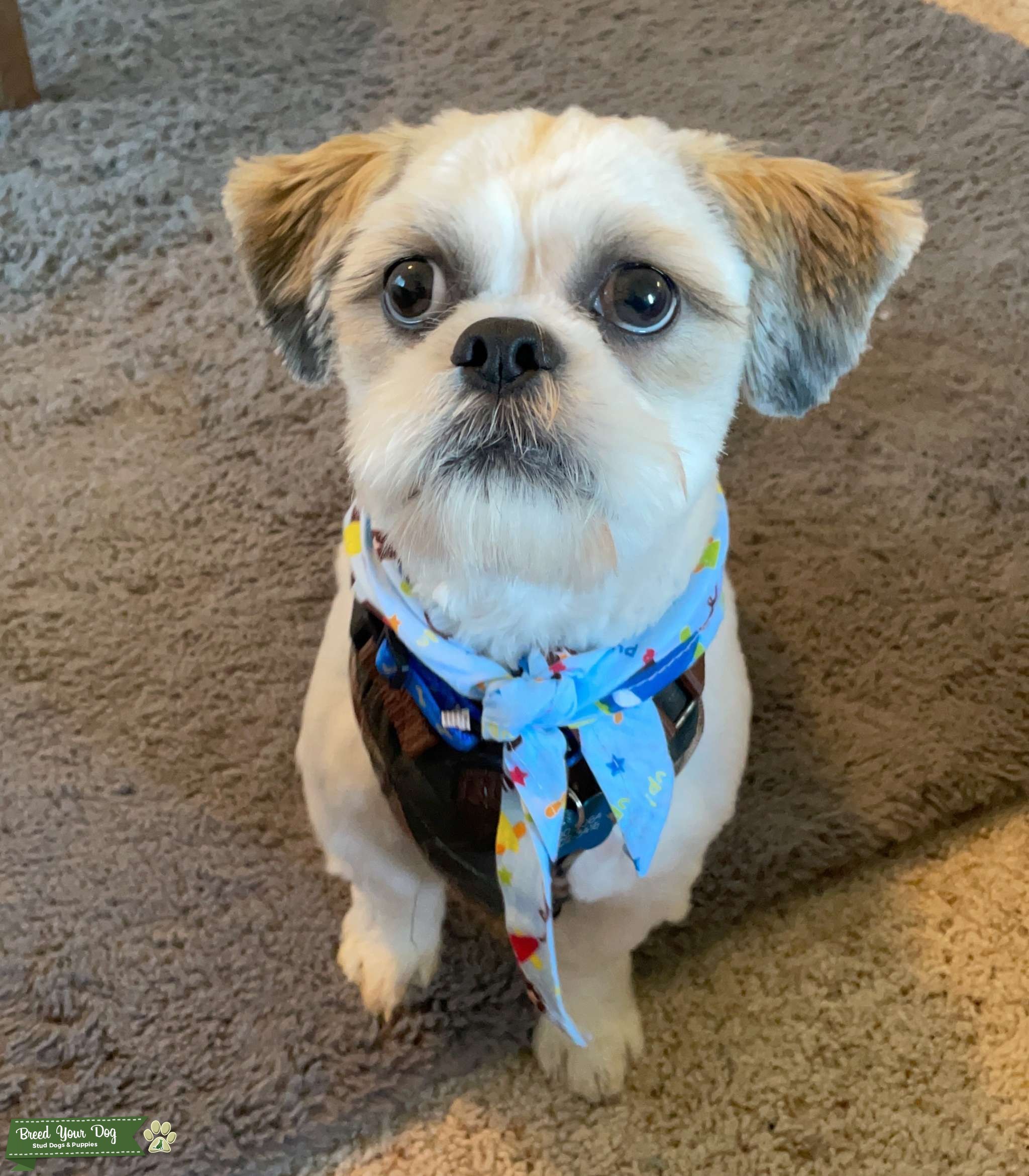 Male Shih Tzu Stud - Stud Dog Jacksonville, Florida - Breed Your Dog